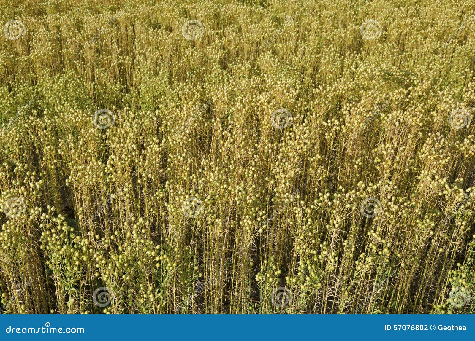The flax field stock photo. Image of healthy, floral - 57076802