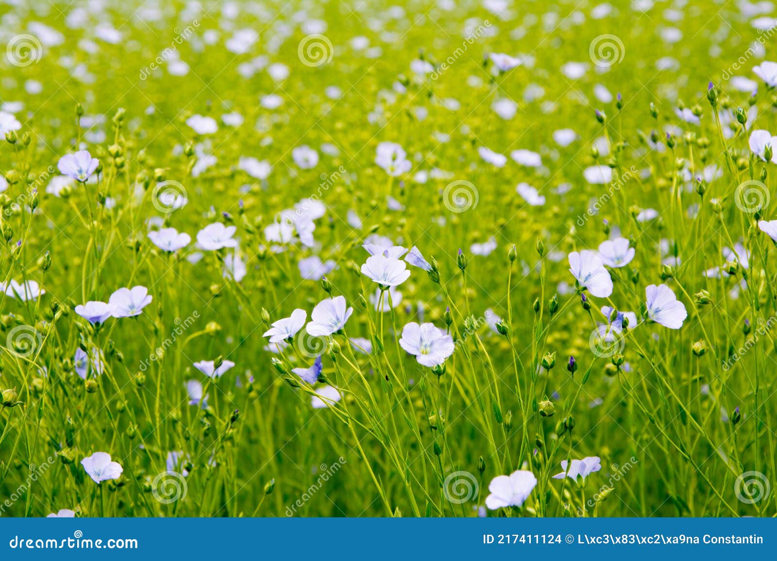 Flax fields stock photo. Image of rural, agriculuture - 217411124