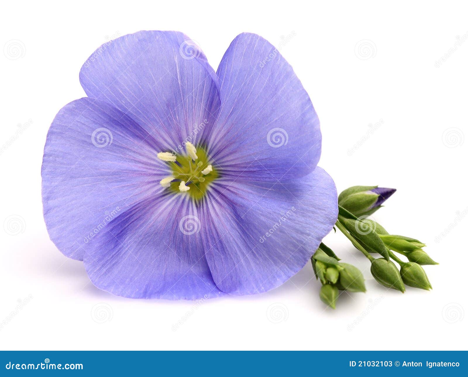 Flax flower stock image. Image of yellow, healthy, organic - 21032103