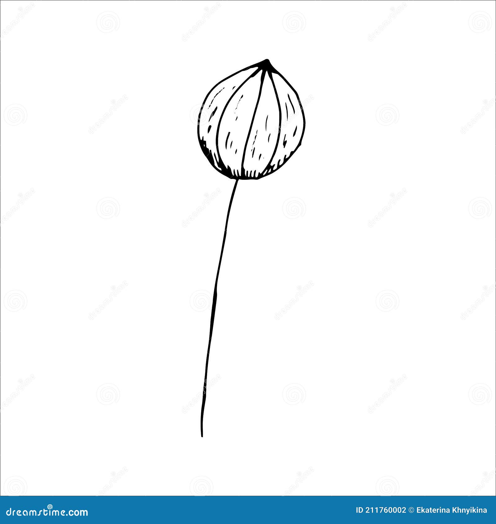 Flax Flower Box, Vector Illustration, Hand Drawing, Outline Sketch ...