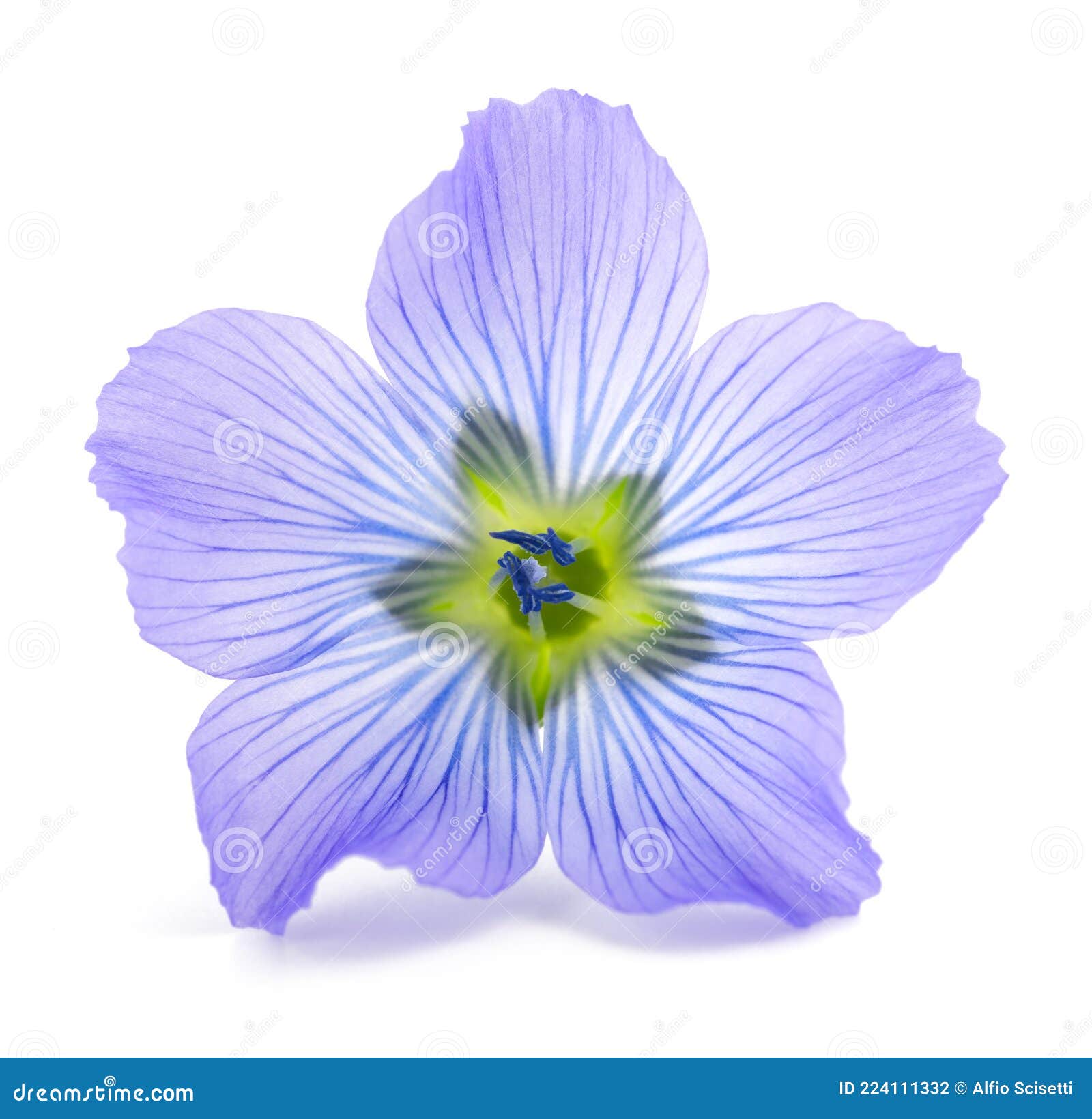 Flax Flower From New Zealand Royalty-Free Stock Photography ...