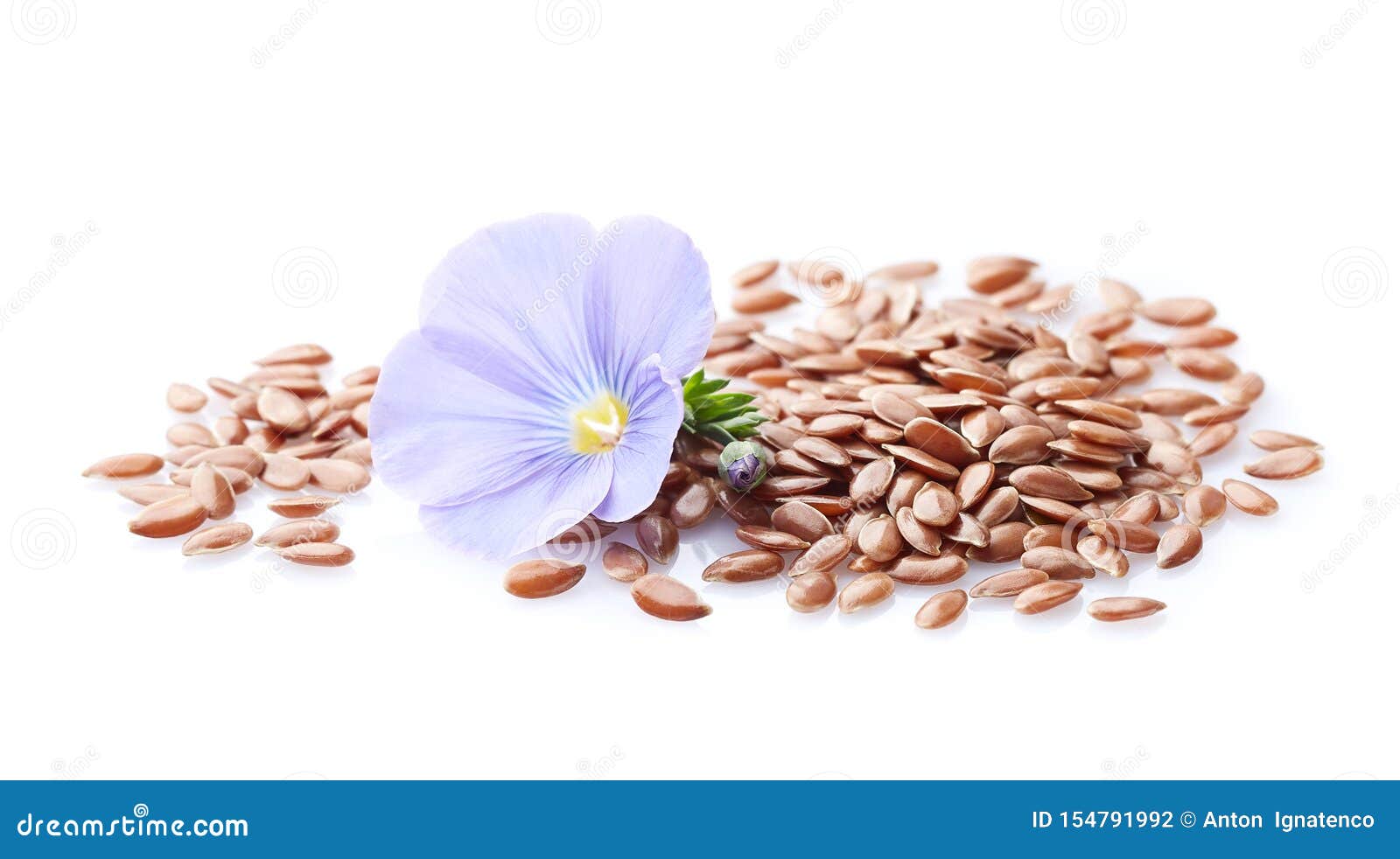 Flax Flower with Seeds on White Background Stock Photo - Image of ...