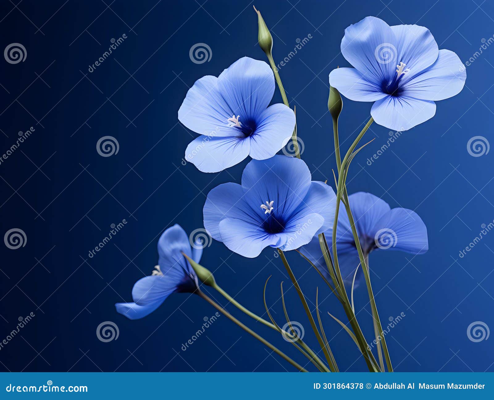 Flax Flower in Studio Background, Single Flax Flower, Beautiful Flower ...