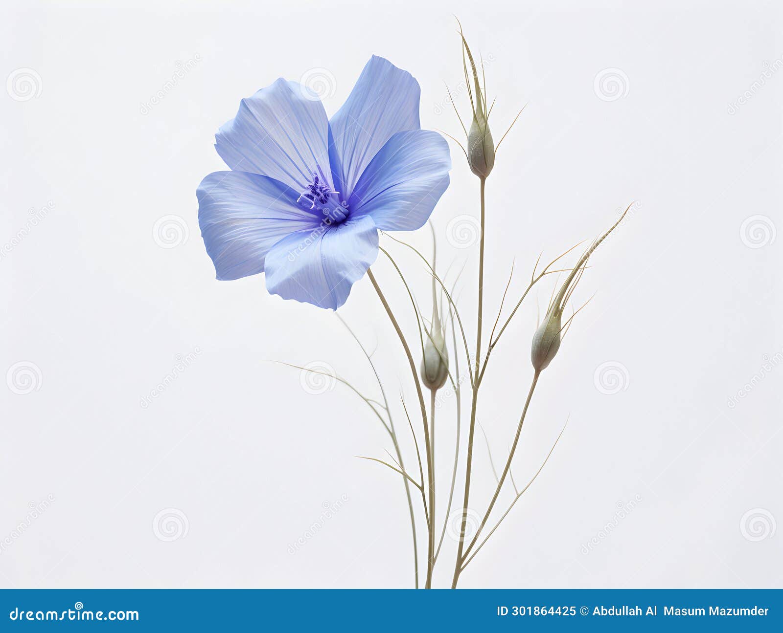 Flax Flower in Studio Background, Single Flax Flower, Beautiful Flower ...