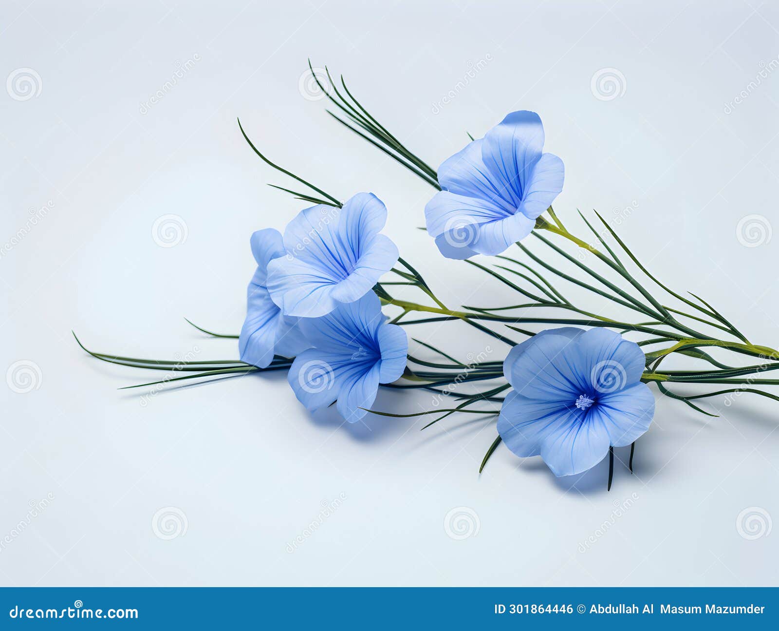 Flax Flower in Studio Background, Single Flax Flower, Beautiful Flower ...