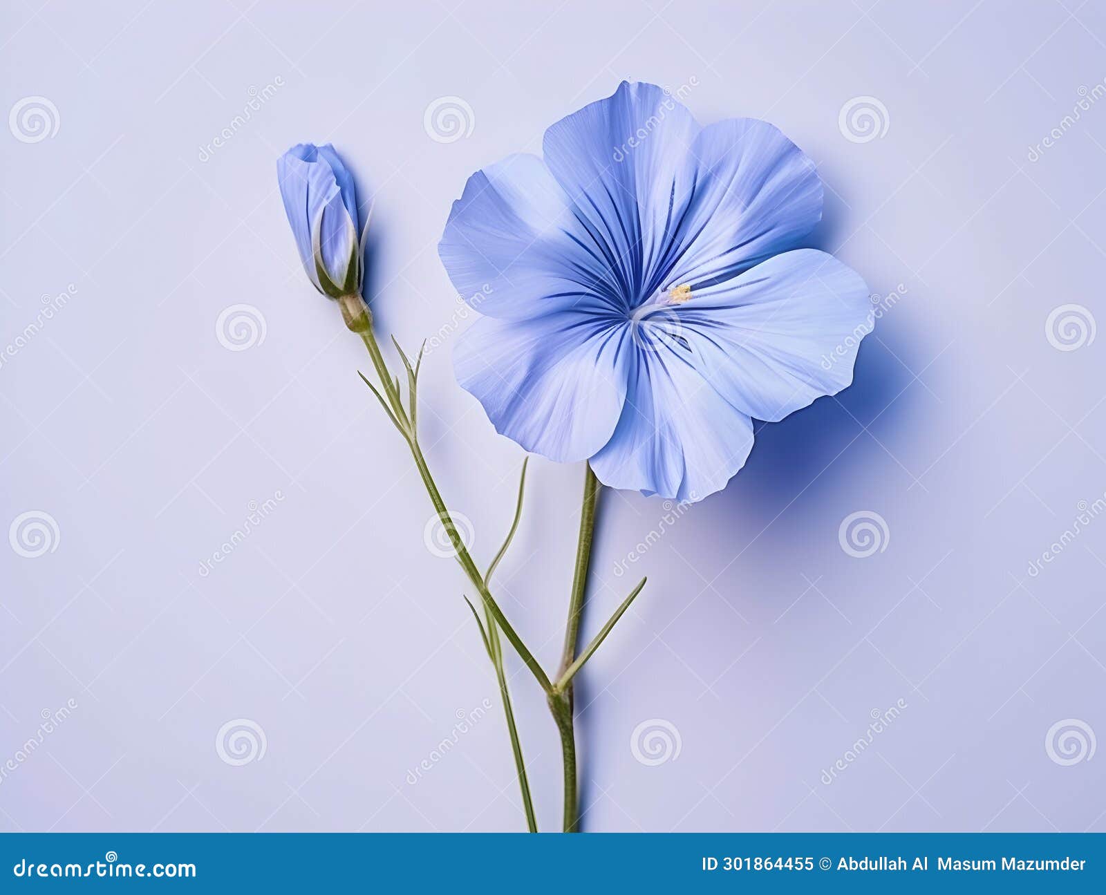 Flax Flower in Studio Background, Single Flax Flower, Beautiful Flower ...