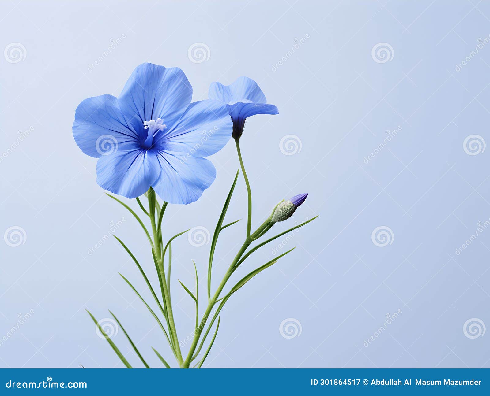 Flax Flower in Studio Background, Single Flax Flower, Beautiful Flower ...
