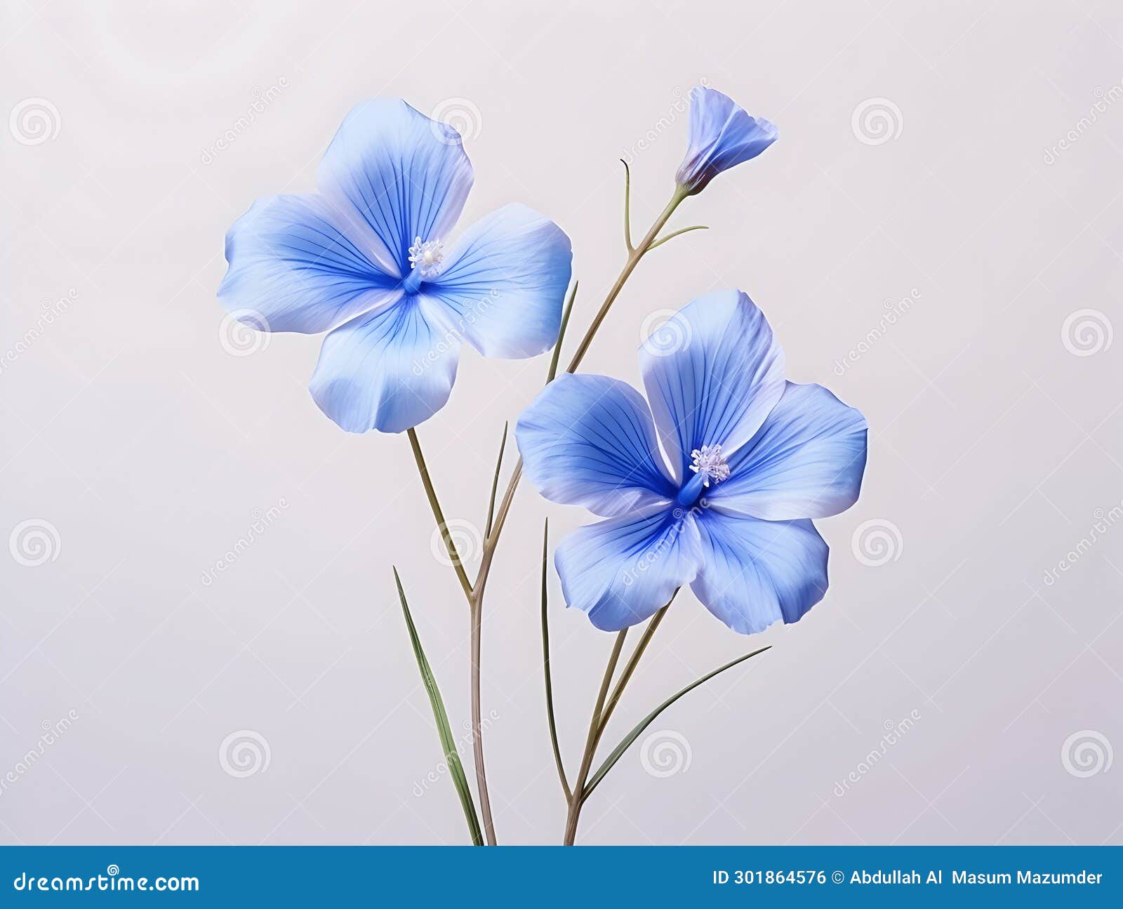 Flax Flower in Studio Background, Single Flax Flower, Beautiful Flower ...