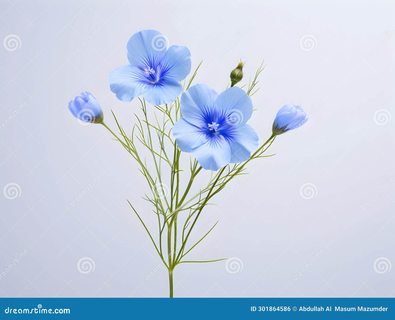 Flax Flower in Studio Background, Single Flax Flower, Beautiful Flower ...