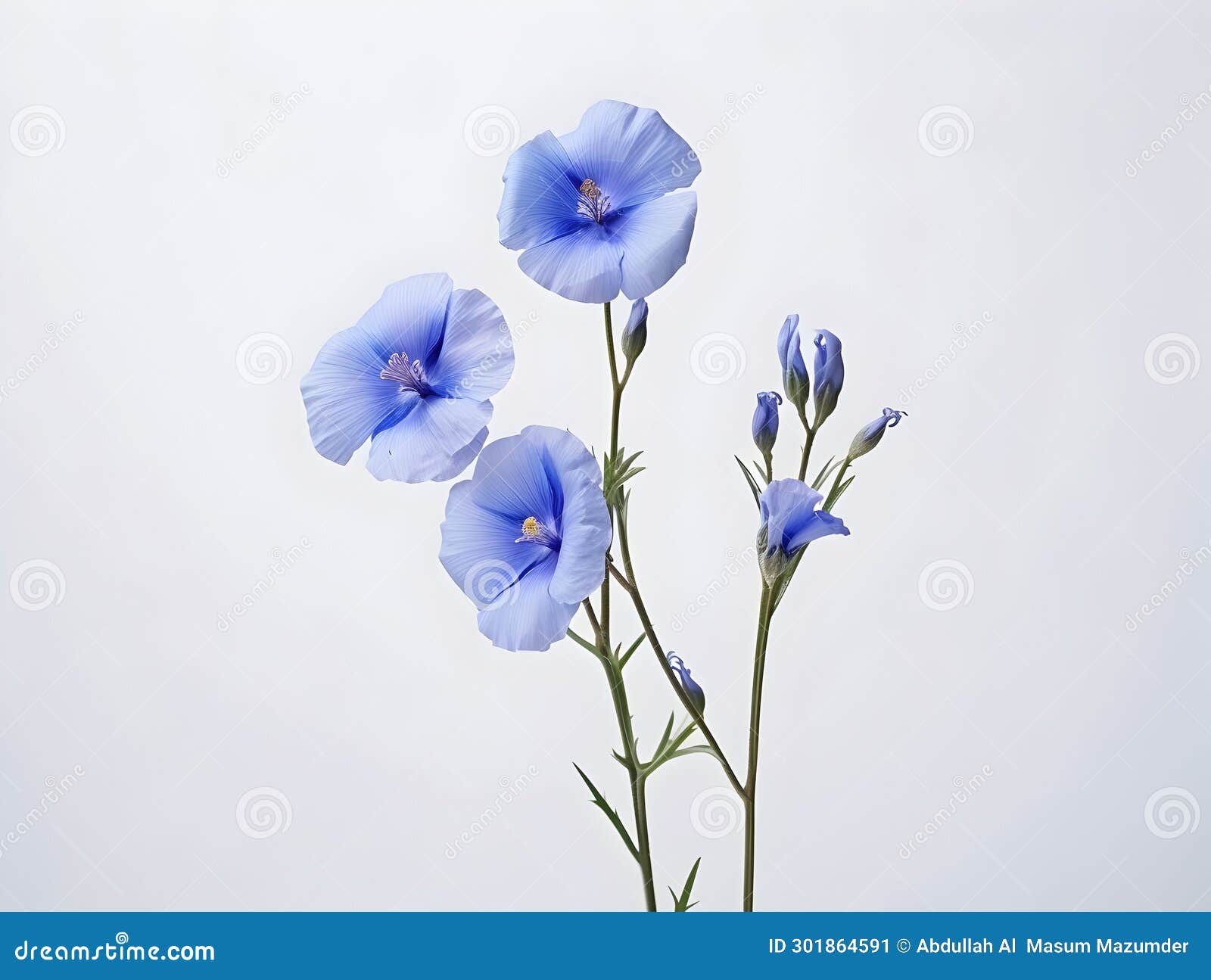 Flax Flower in Studio Background, Single Flax Flower, Beautiful Flower ...
