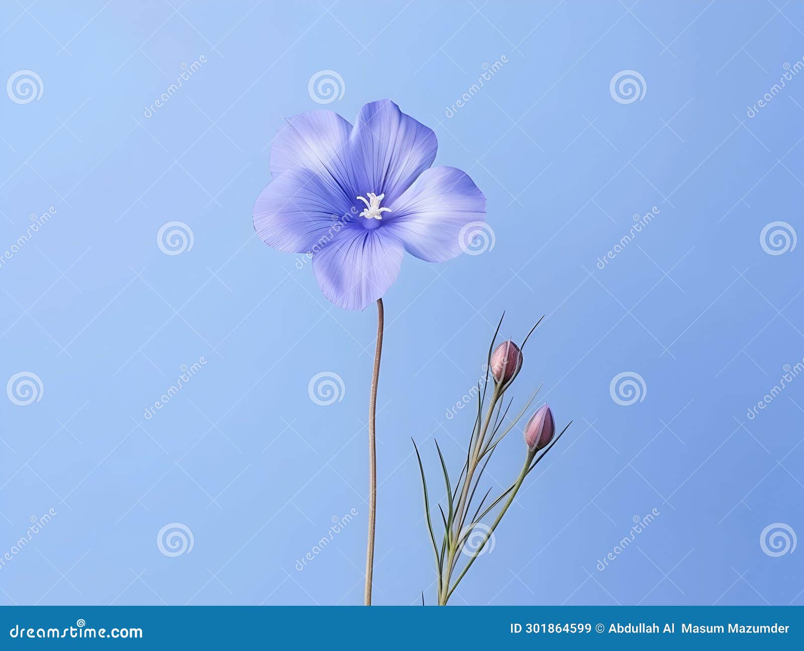 Flax Flower in Studio Background, Single Flax Flower, Beautiful Flower ...
