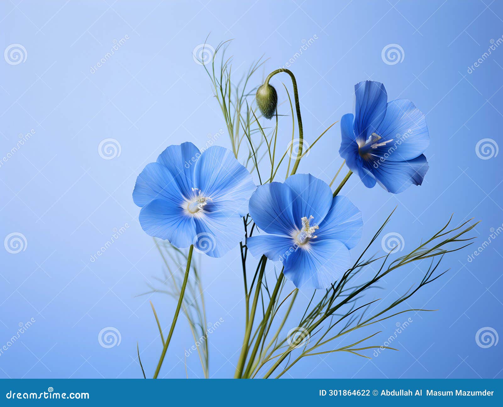 Flax Flower in Studio Background, Single Flax Flower, Beautiful Flower ...