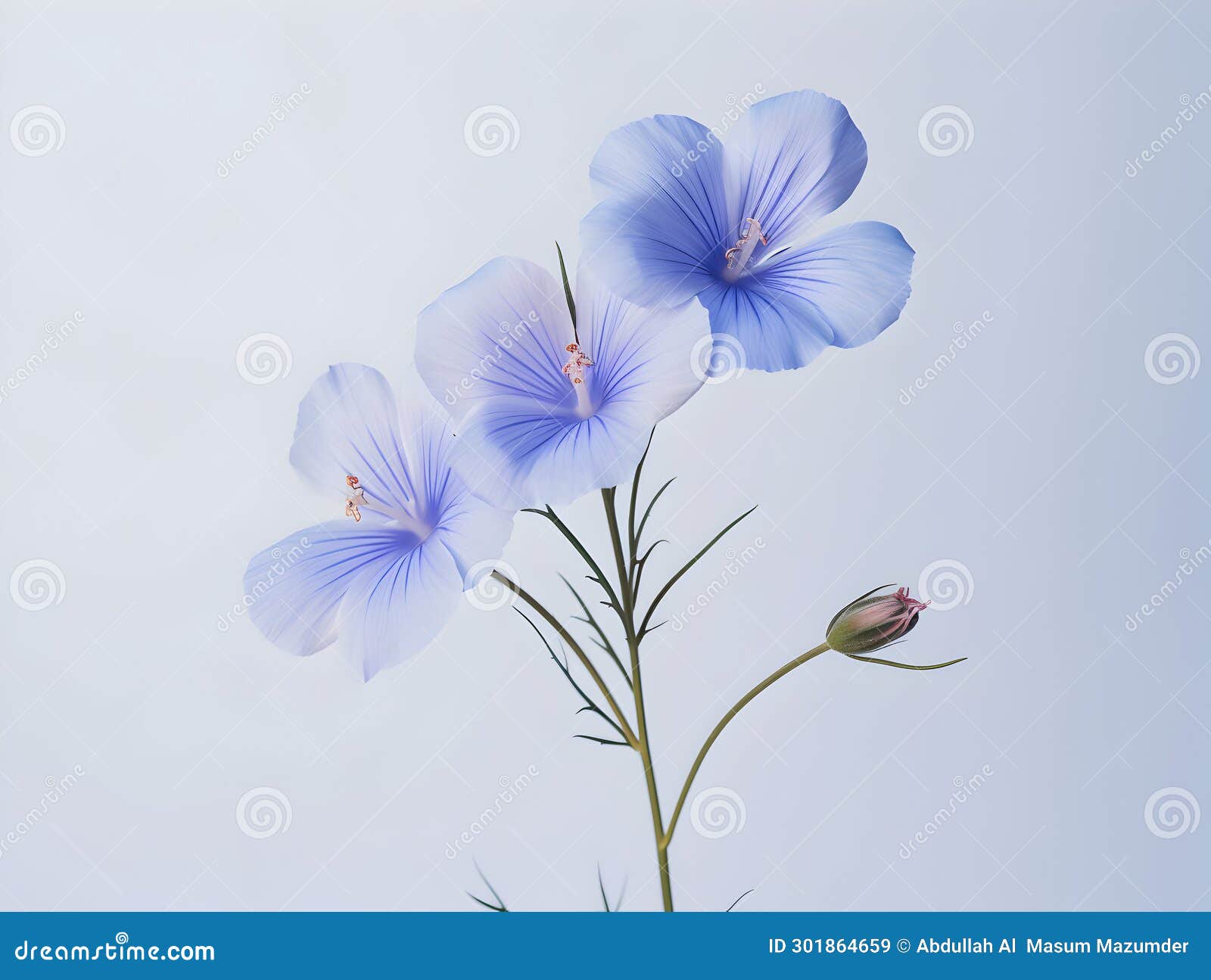 Flax Flower in Studio Background, Single Flax Flower, Beautiful Flower ...