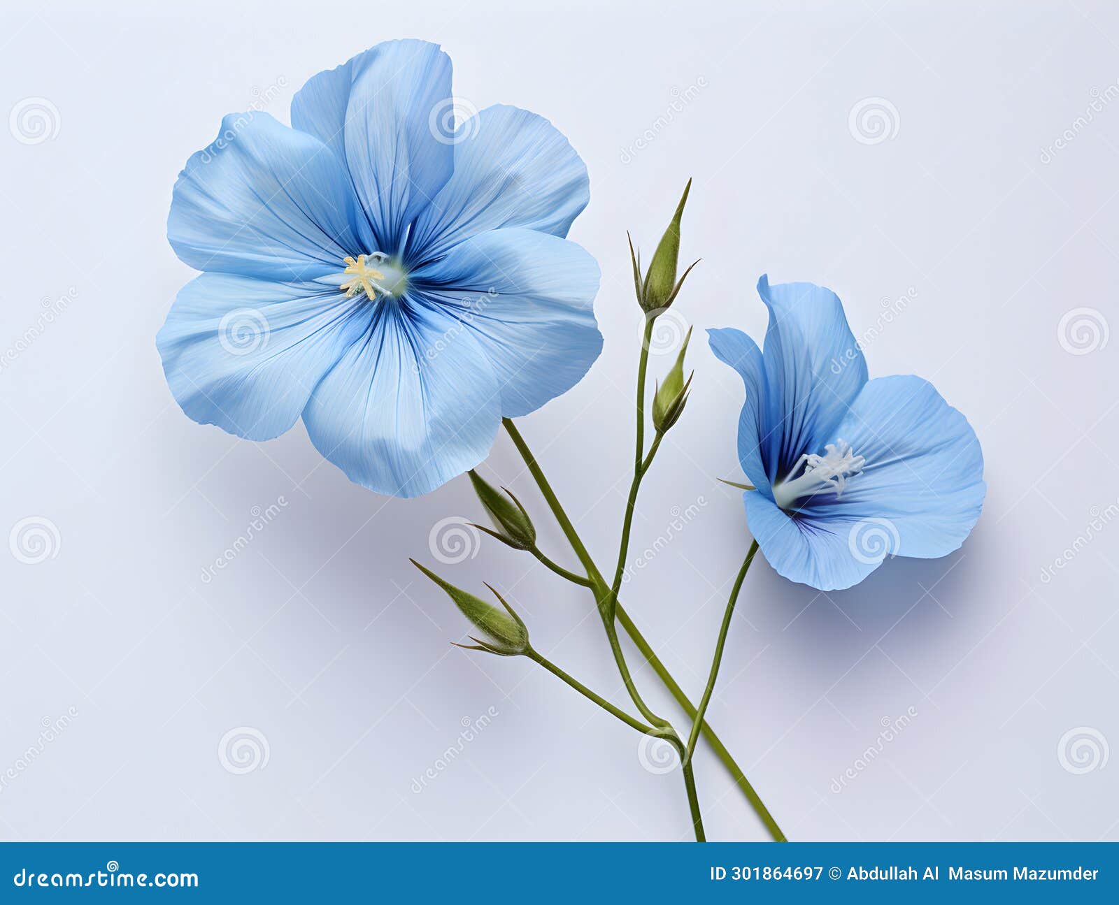 Flax Flower in Studio Background, Single Flax Flower, Beautiful Flower ...