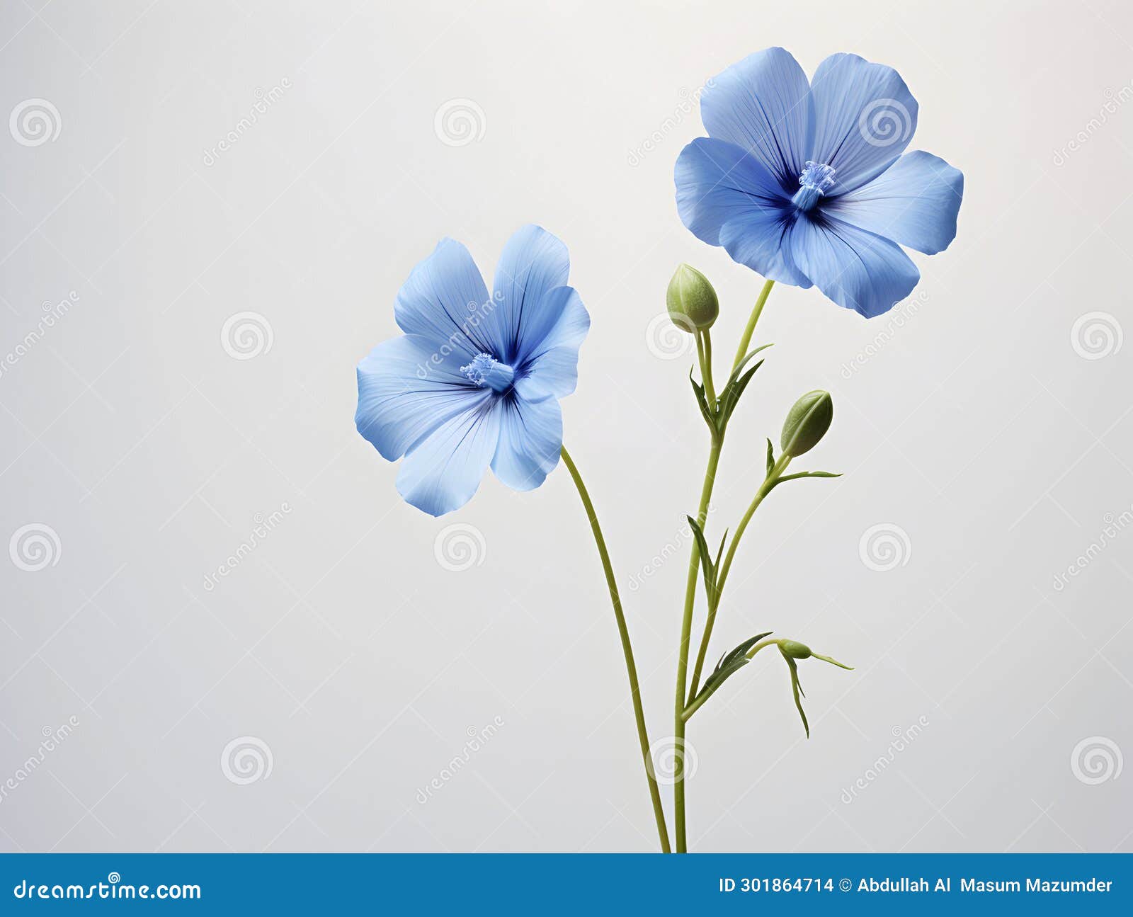 Flax Flower in Studio Background, Single Flax Flower, Beautiful Flower ...
