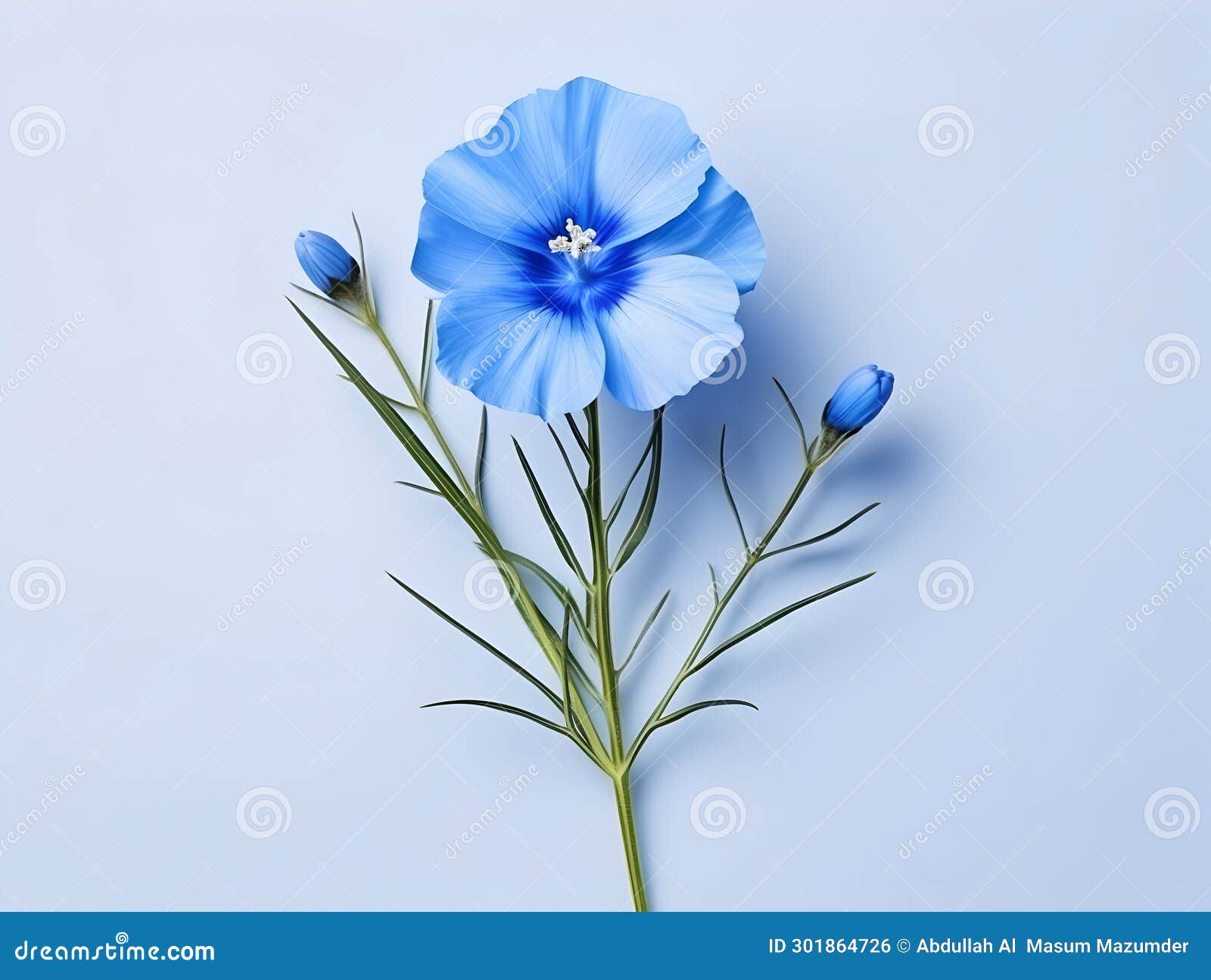 Flax Flower in Studio Background, Single Flax Flower, Beautiful Flower ...