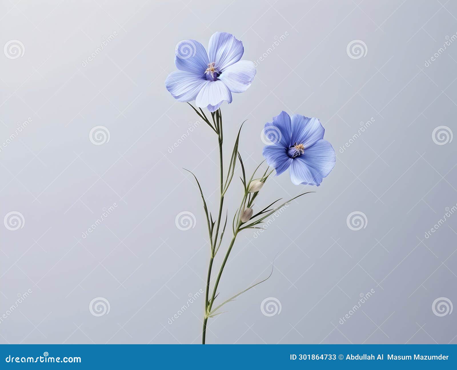 Flax Flower in Studio Background, Single Flax Flower, Beautiful Flower ...
