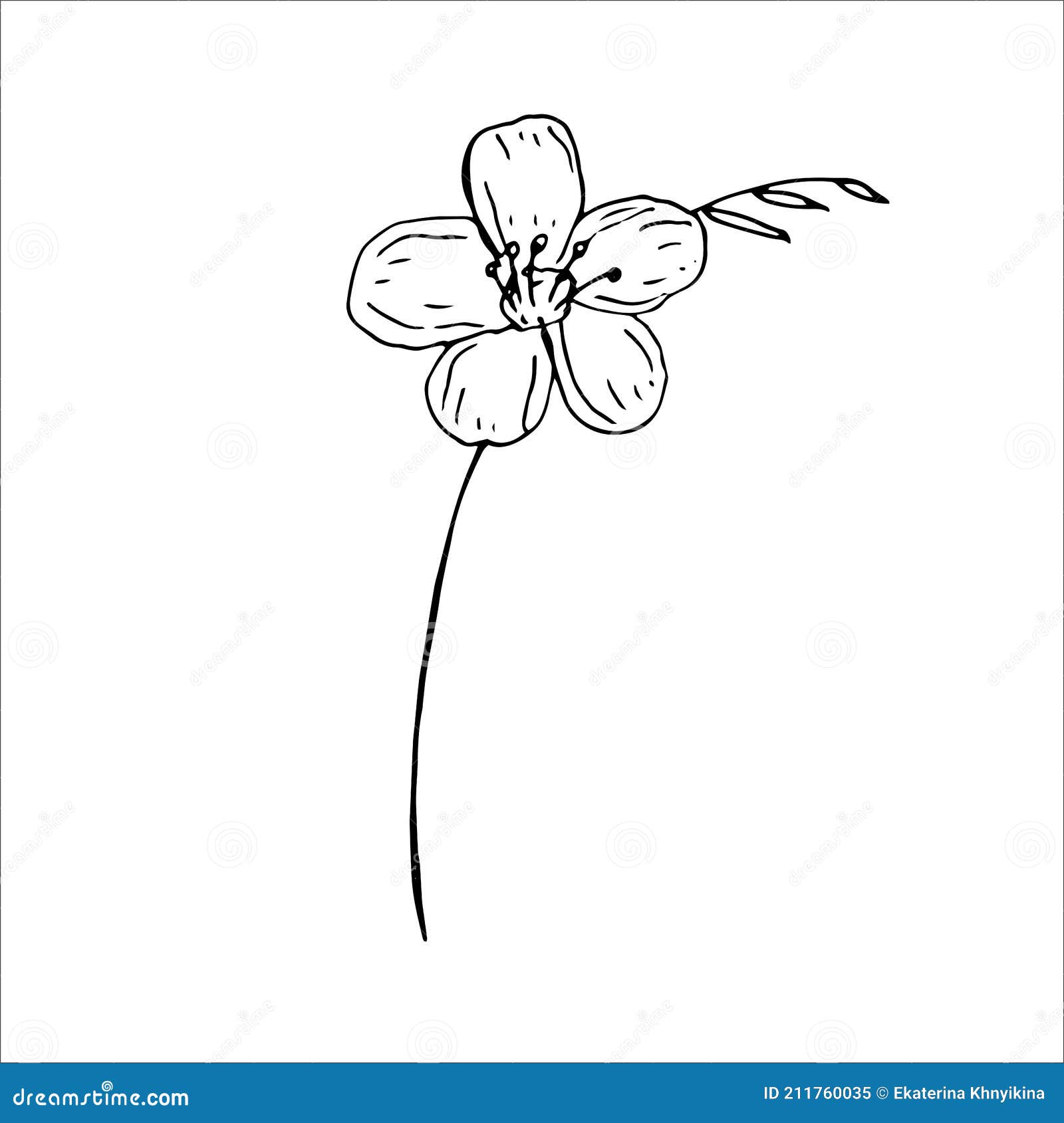 Flax Flower, Vector Illustration, Hand Drawing, Sketch, Doodle Stock ...