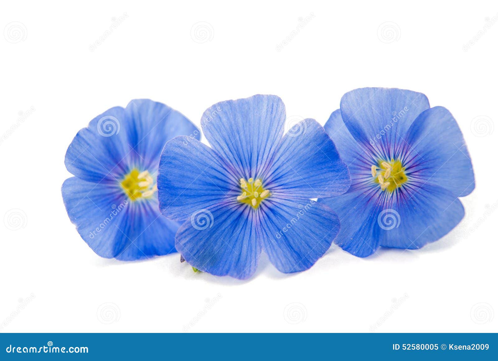 Flax flower stock image. Image of background, botanic - 52580005