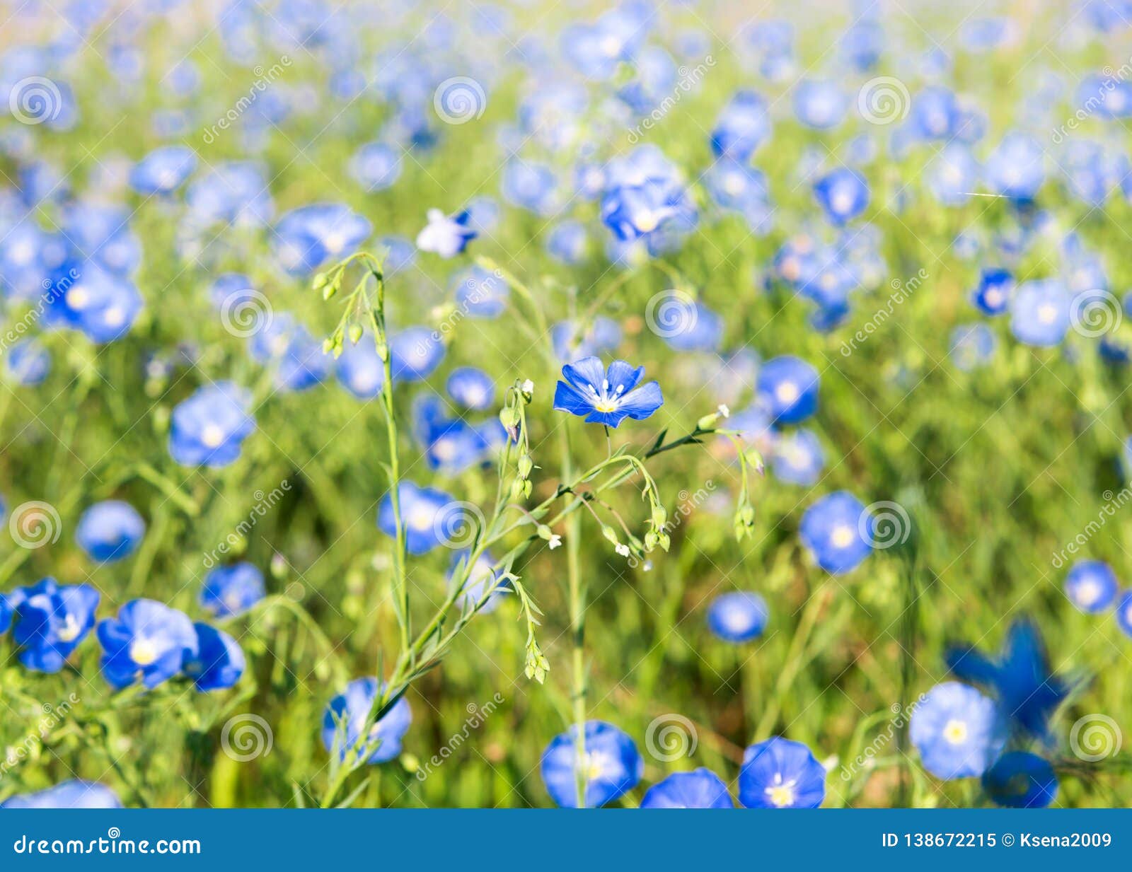 Flax flowers growing stock image. Image of floral, linseed - 138672215