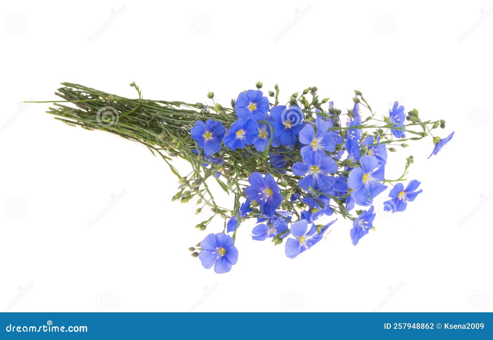 Flax flowers isolated stock photo. Image of background - 257948862