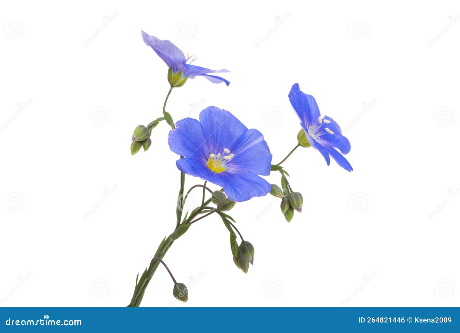 Flax flowers isolated stock photo. Image of organic - 264821446