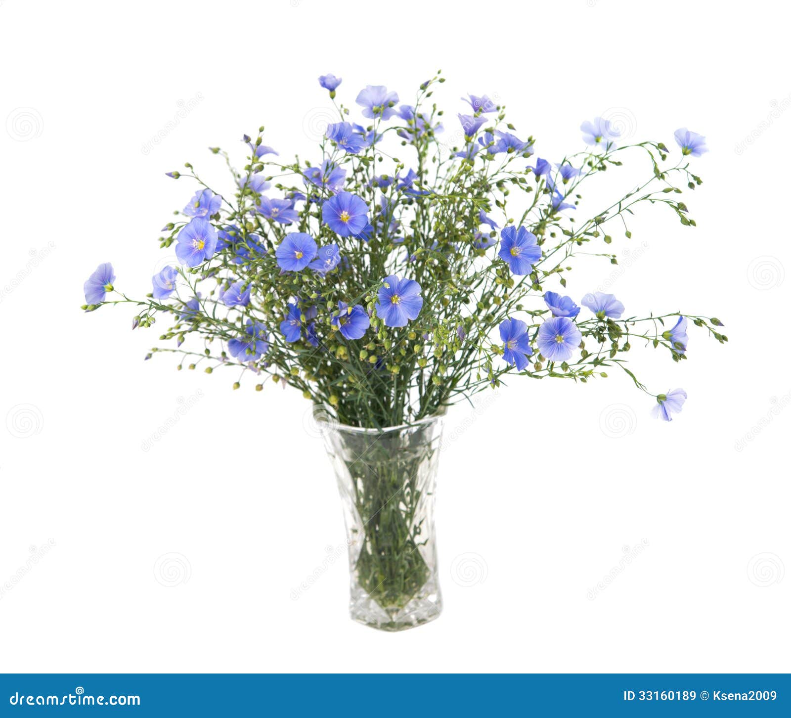 Flax flowers isolated stock image. Image of flora, plant - 33160189