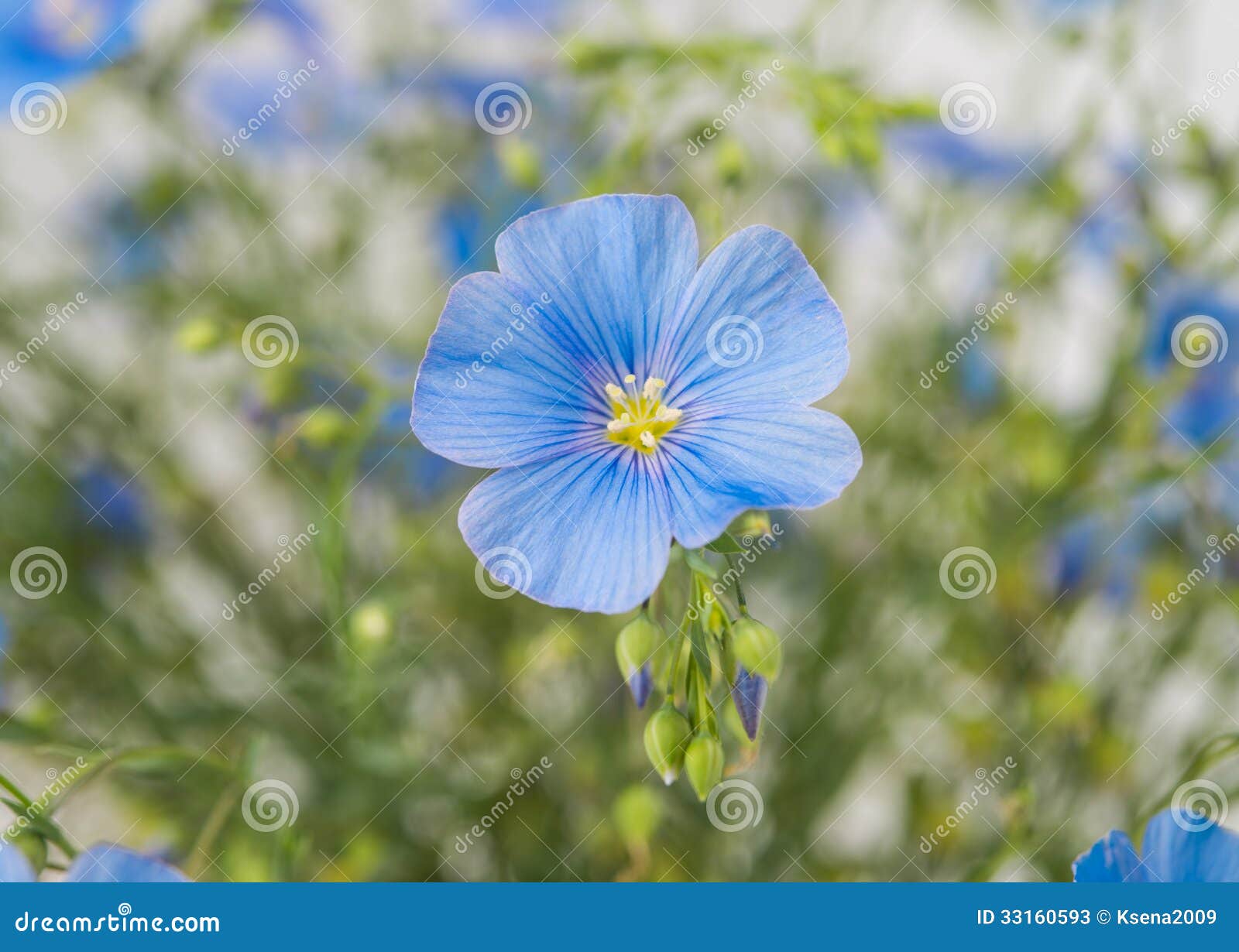 Flax flowers isolated stock image. Image of blue, culture - 33160593