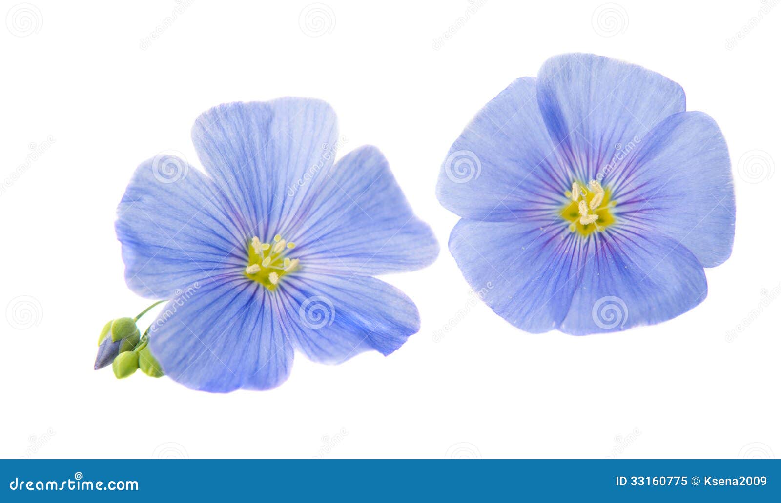 Flax flowers isolated stock image. Image of macro, isolated - 33160775