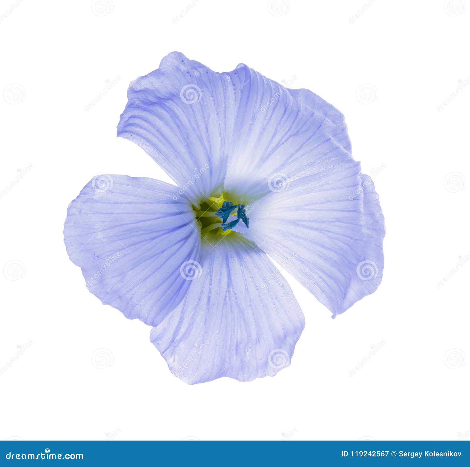 Flax Flowers Isolated on White Background Macro Stock Image - Image of ...