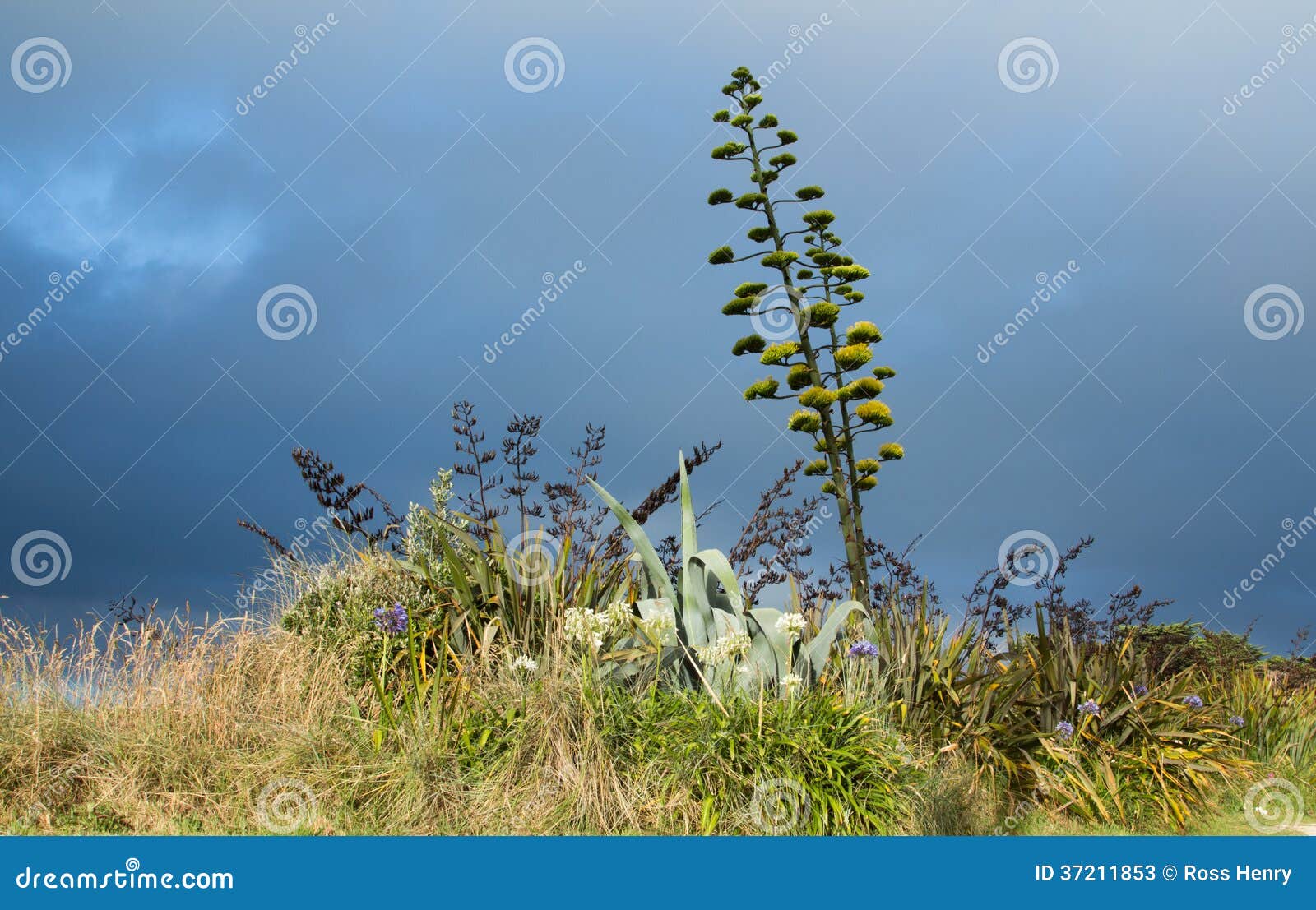 Flax Garden stock image. Image of flax, cactus, tall - 37211853
