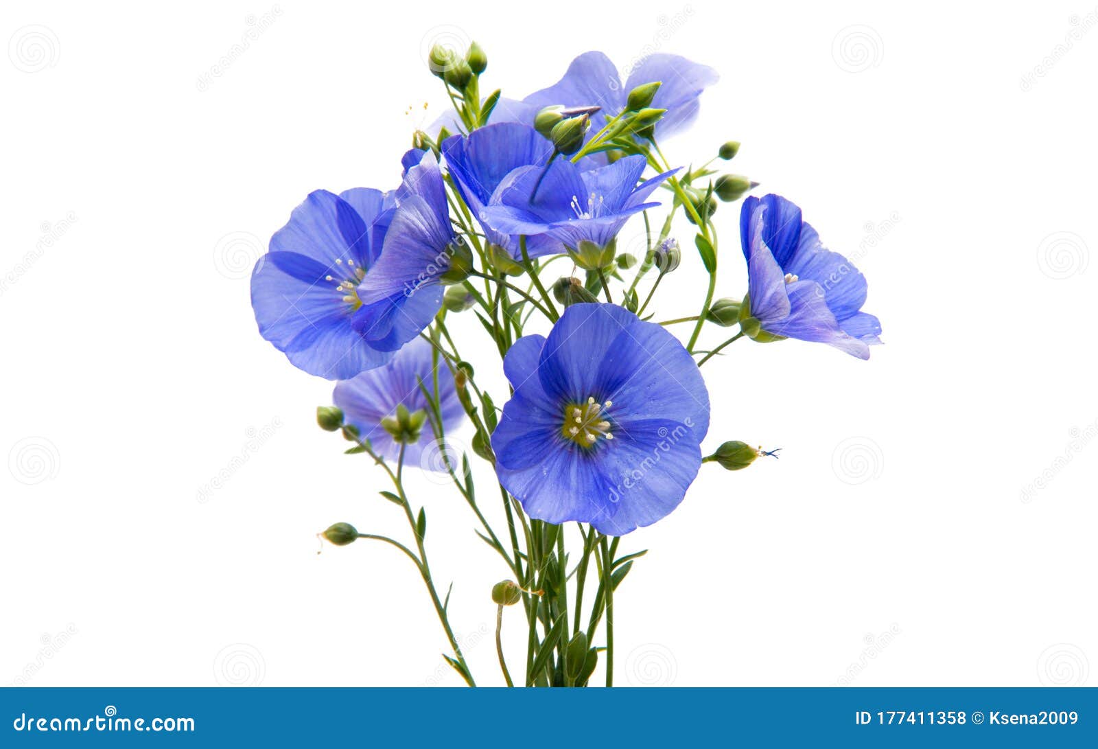 Branch flax isolated stock photo. Image of leaves, stem - 177411358