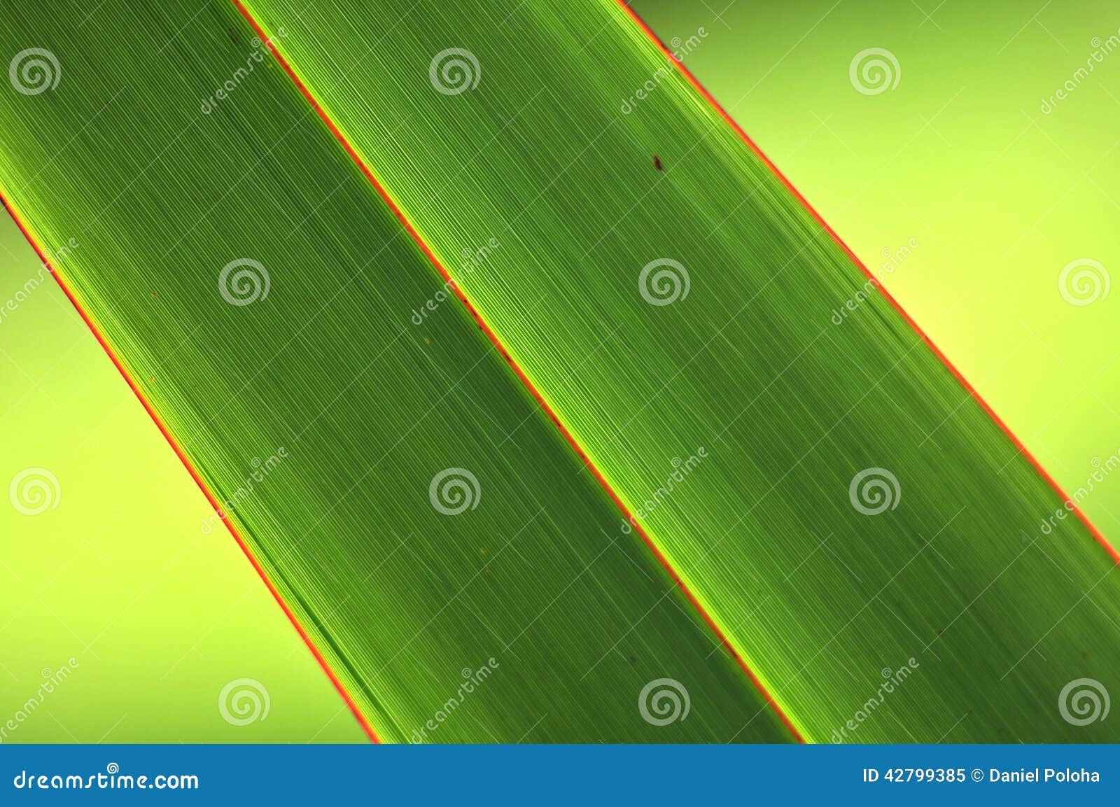 Flax leaf close-up stock image. Image of tenax, shape - 42799385
