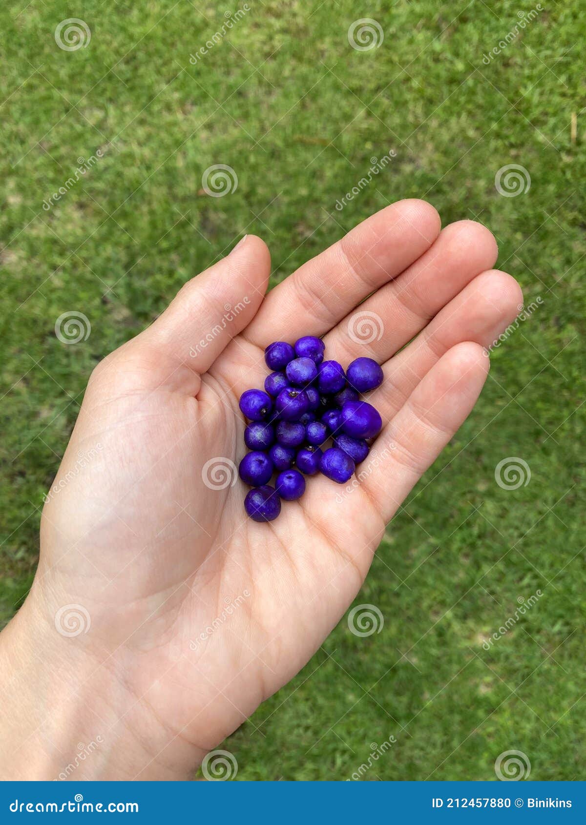 Flax Lilly Berries stock photo. Image of nature, australian - 212457880