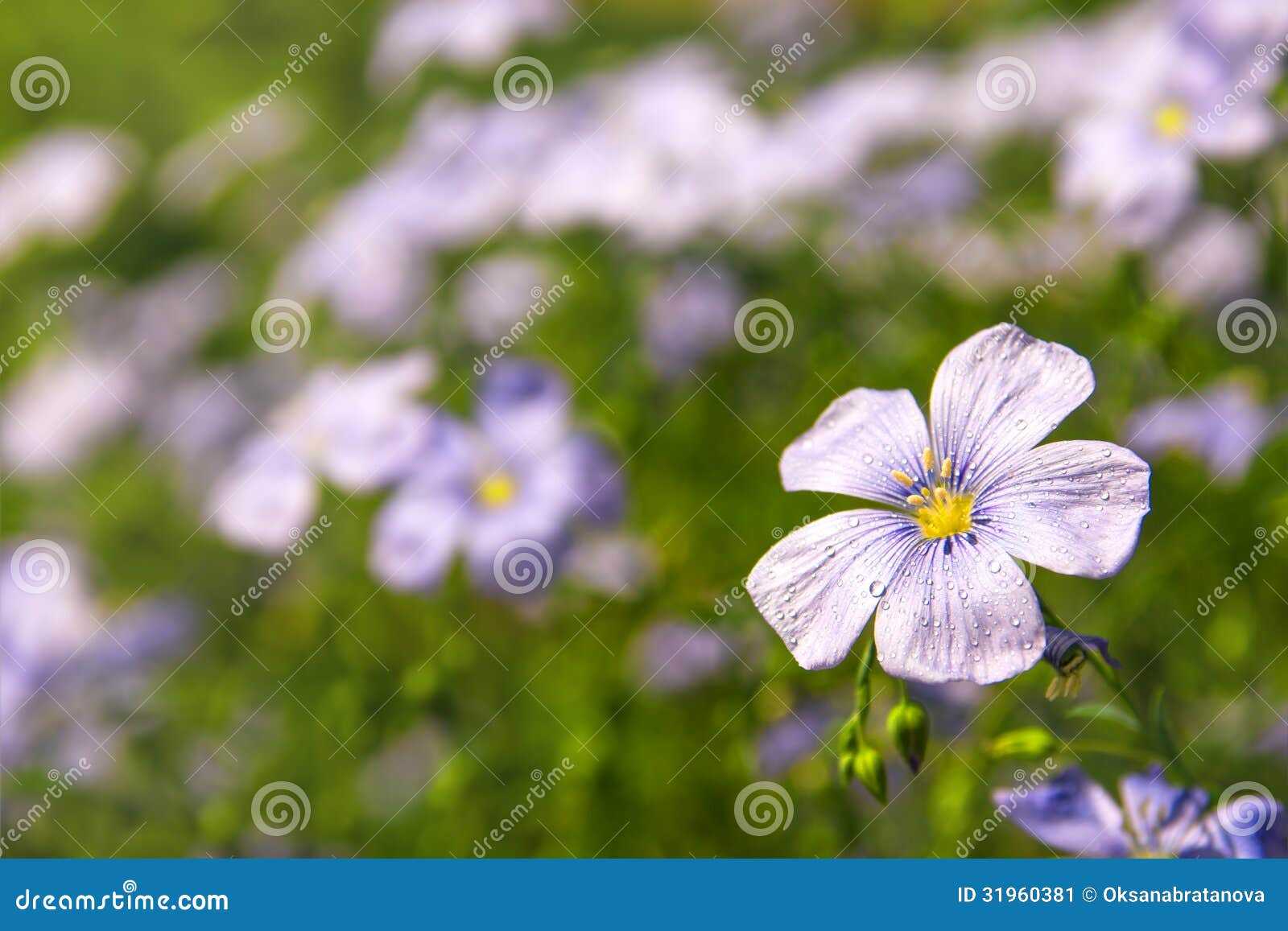 Flax (linen) flowers stock image. Image of drops, flora - 31960381