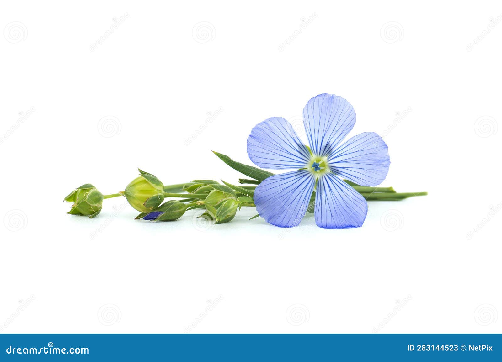 Flax (linseed) Flower Over White Background Stock Image - Image of ...