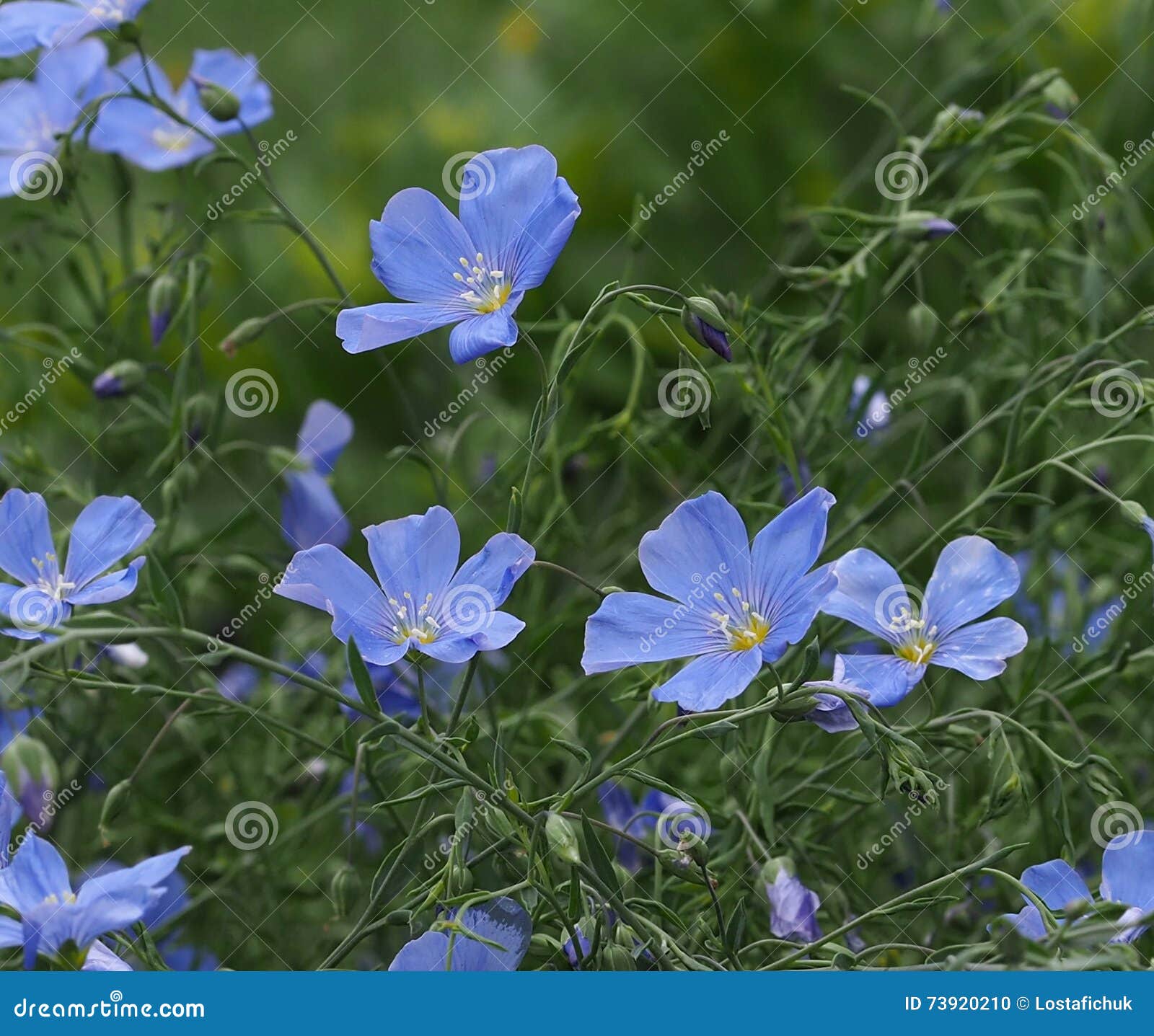 Flax or Linum Usitatissimum Stock Photo - Image of plant, linen: 73920210