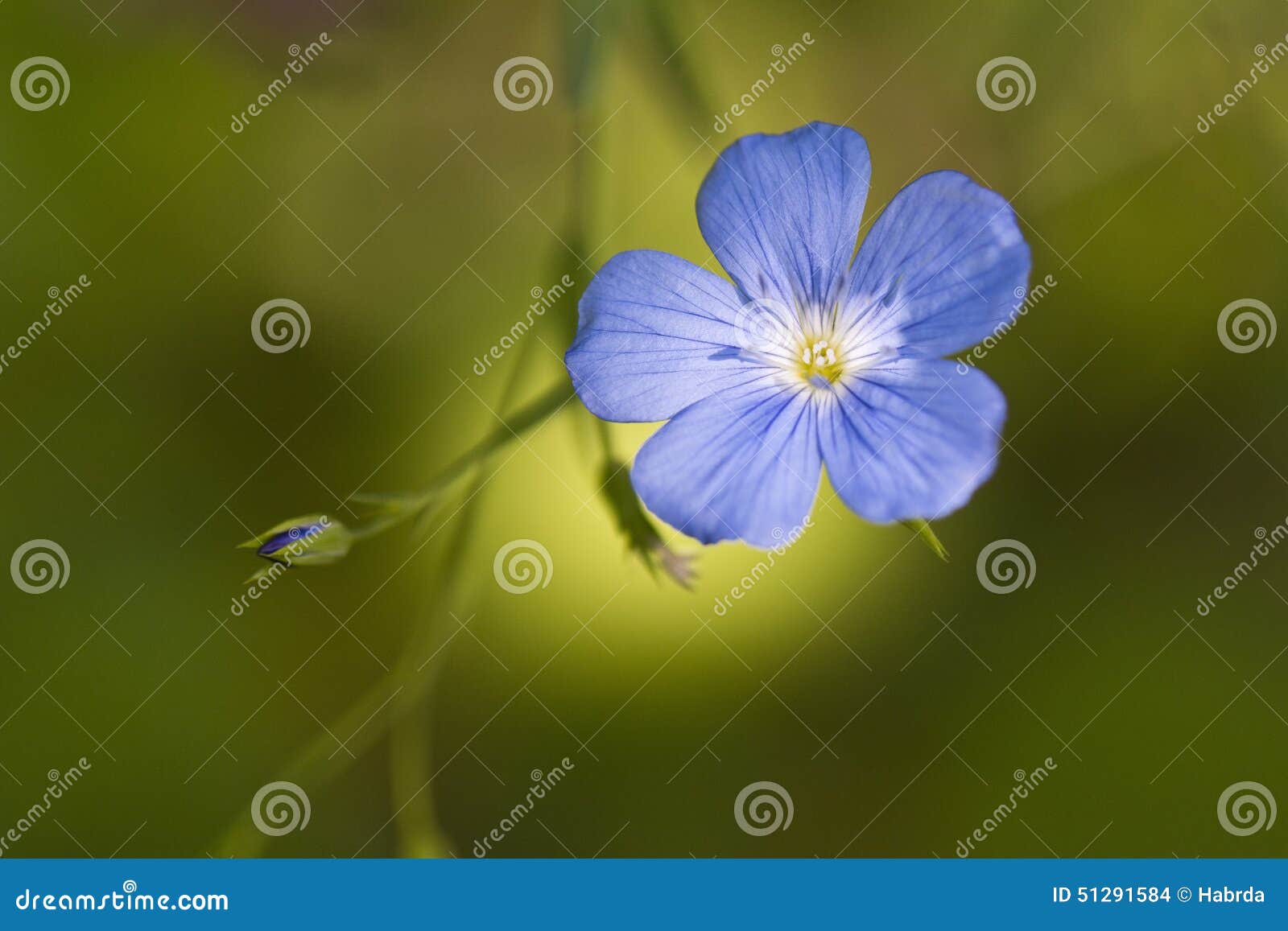 Flax, Linum usitatissimum stock photo. Image of ingredient - 51291584