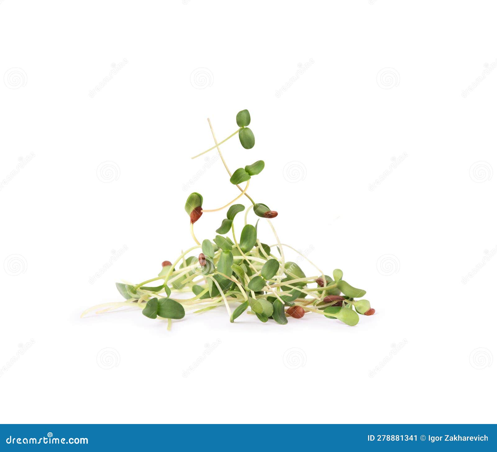 Flax Microgreen Falls on a Pile on a White Background Stock Image ...