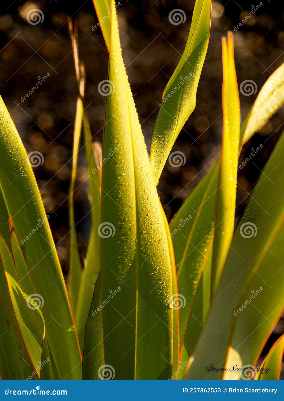 Flax in nature`s forms stock image. Image of macro, drops - 257862553