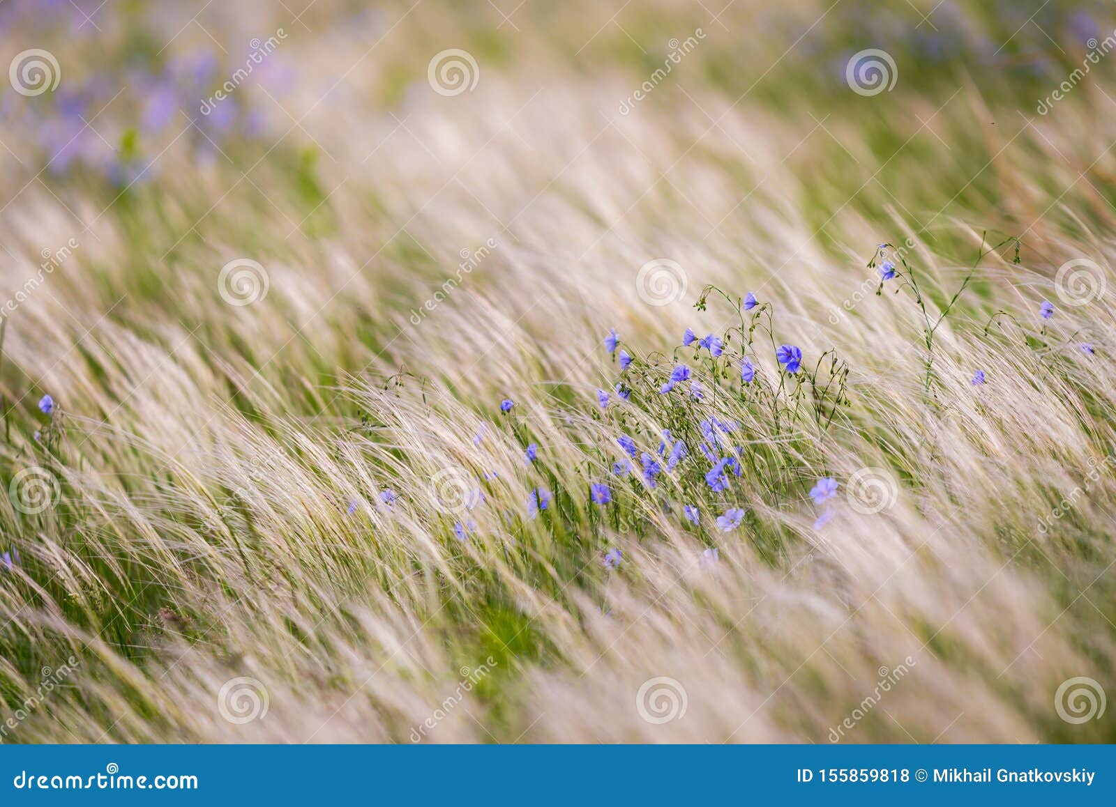 Flax Plant on Field in Wild Nature Stock Photo - Image of season, grass ...