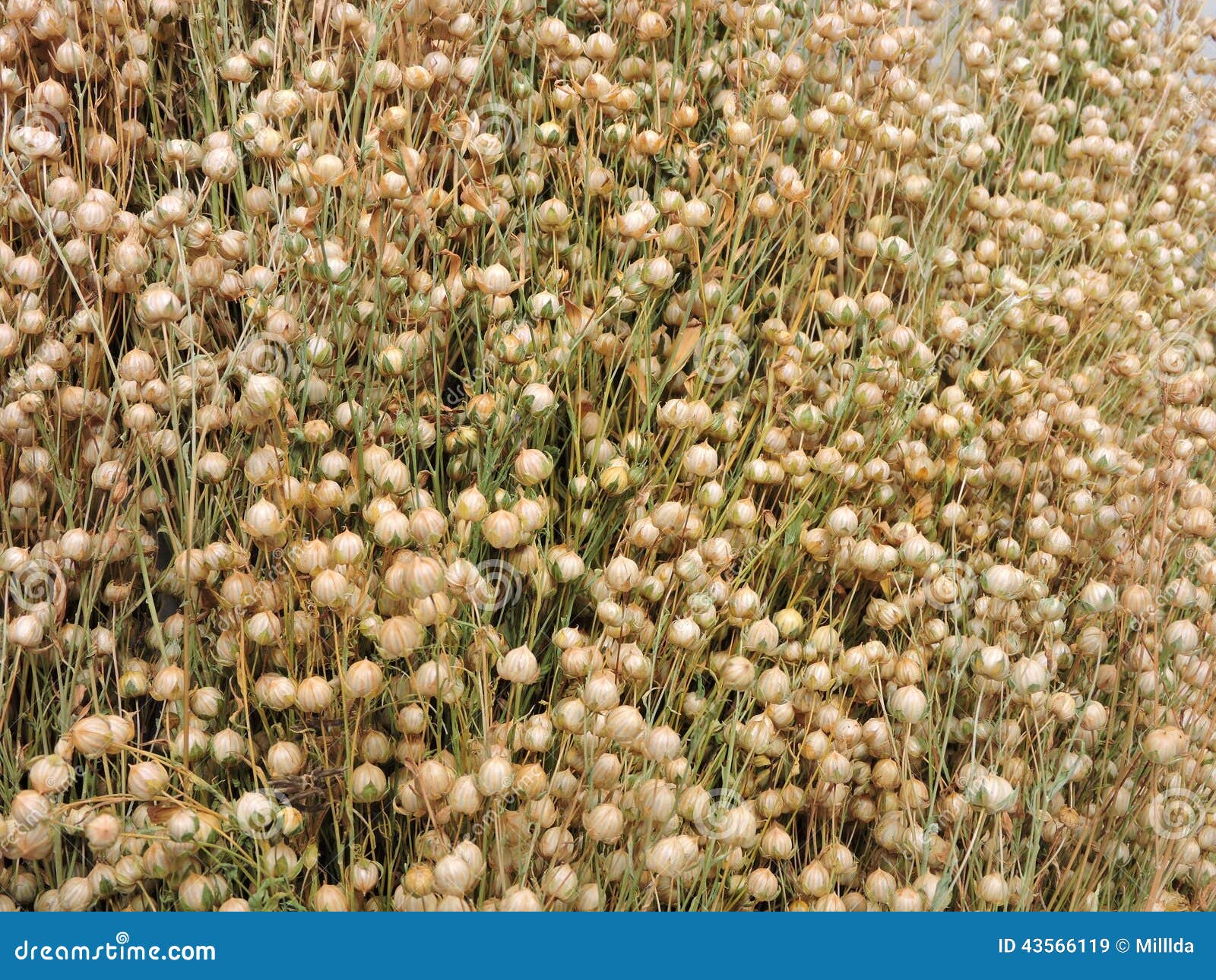 Flax plant stock image. Image of seeds, lithuania, plant - 43566119