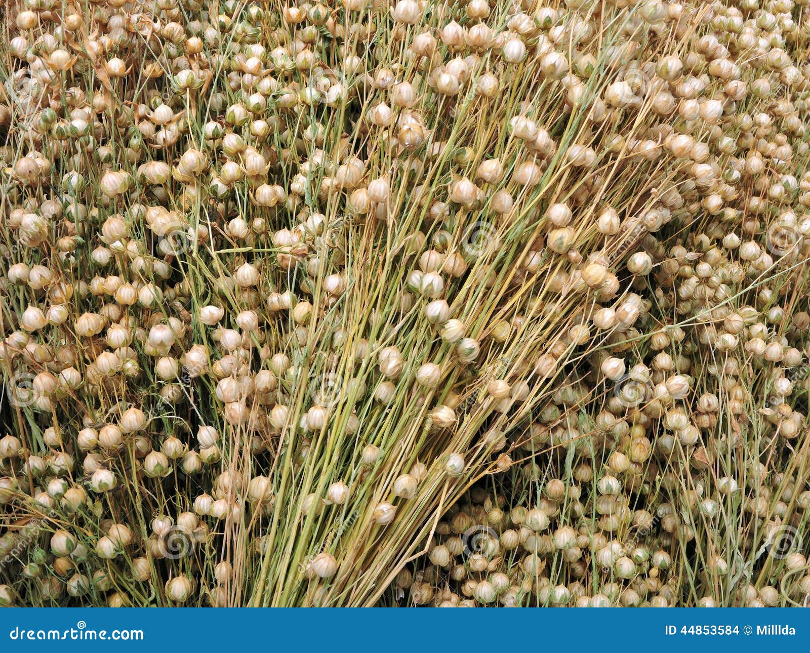 Flax plant stock photo. Image of seeds, autumn, nutrition - 44853584