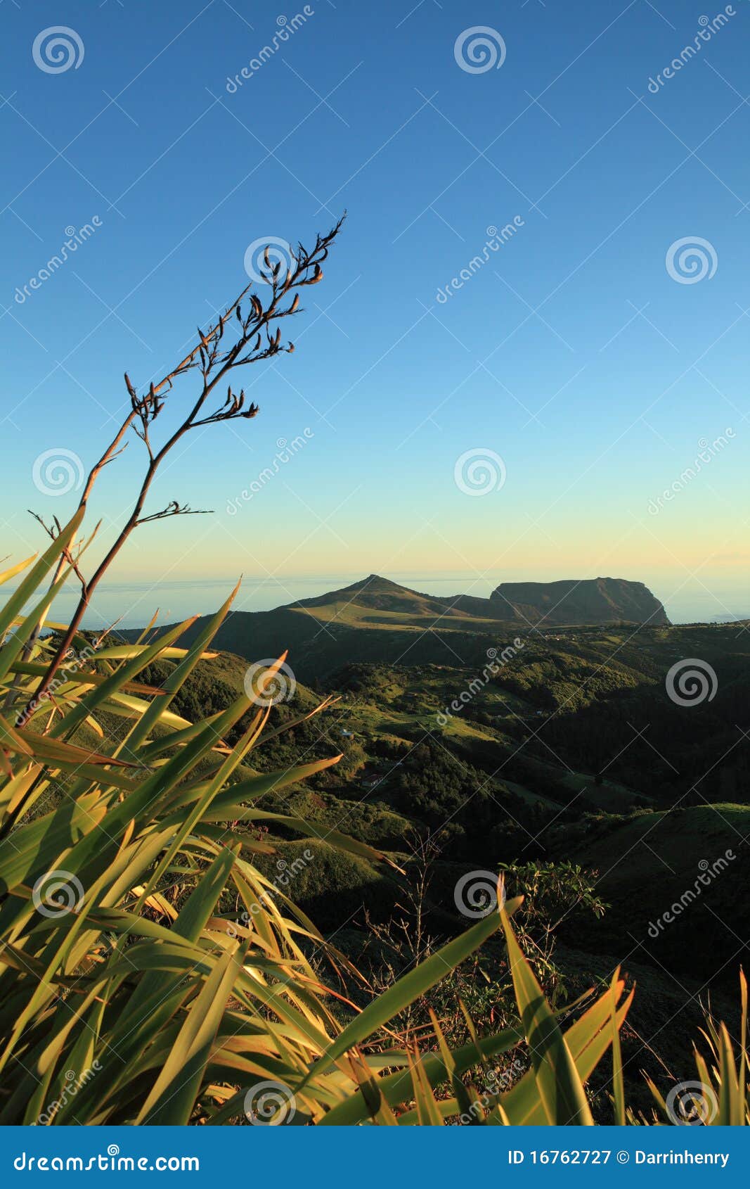 Flax Plants in Dramatic Dawn Light on St Helena Stock Image - Image of ...