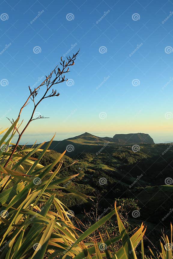 Flax Plants in Dramatic Dawn Light on St Helena Stock Image - Image of ...
