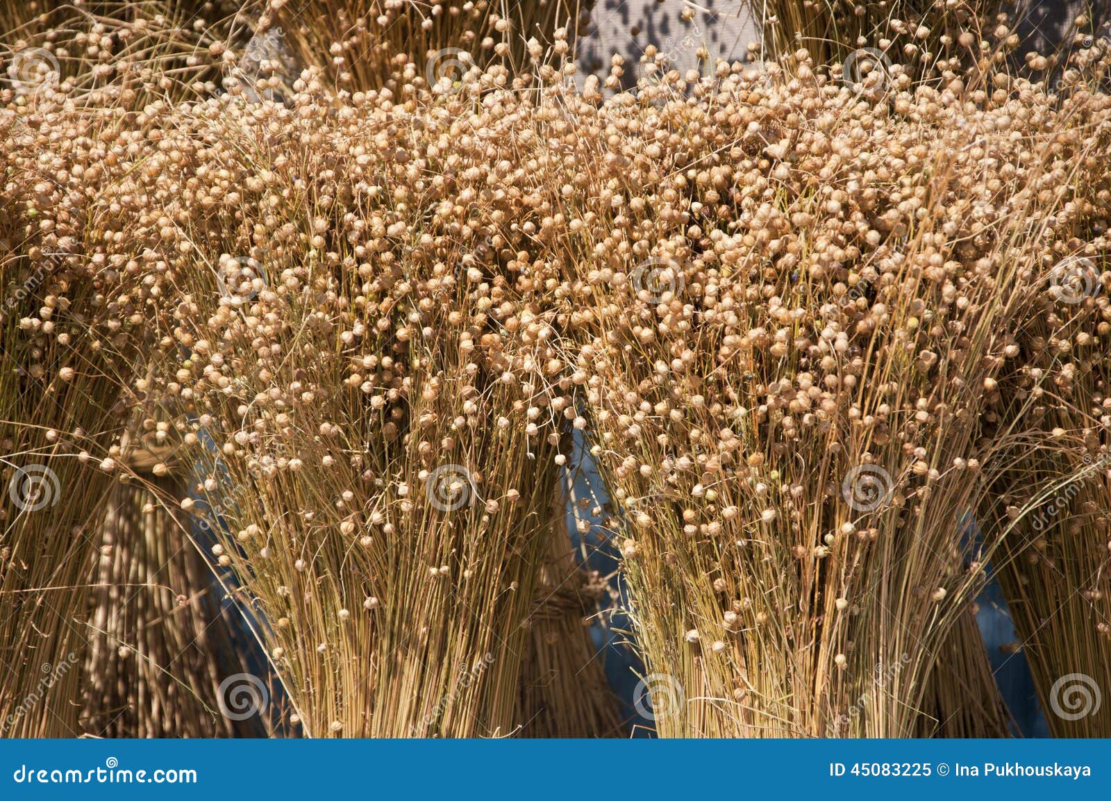 Flax stock image. Image of sheaf, harvest, agriculture - 45083225