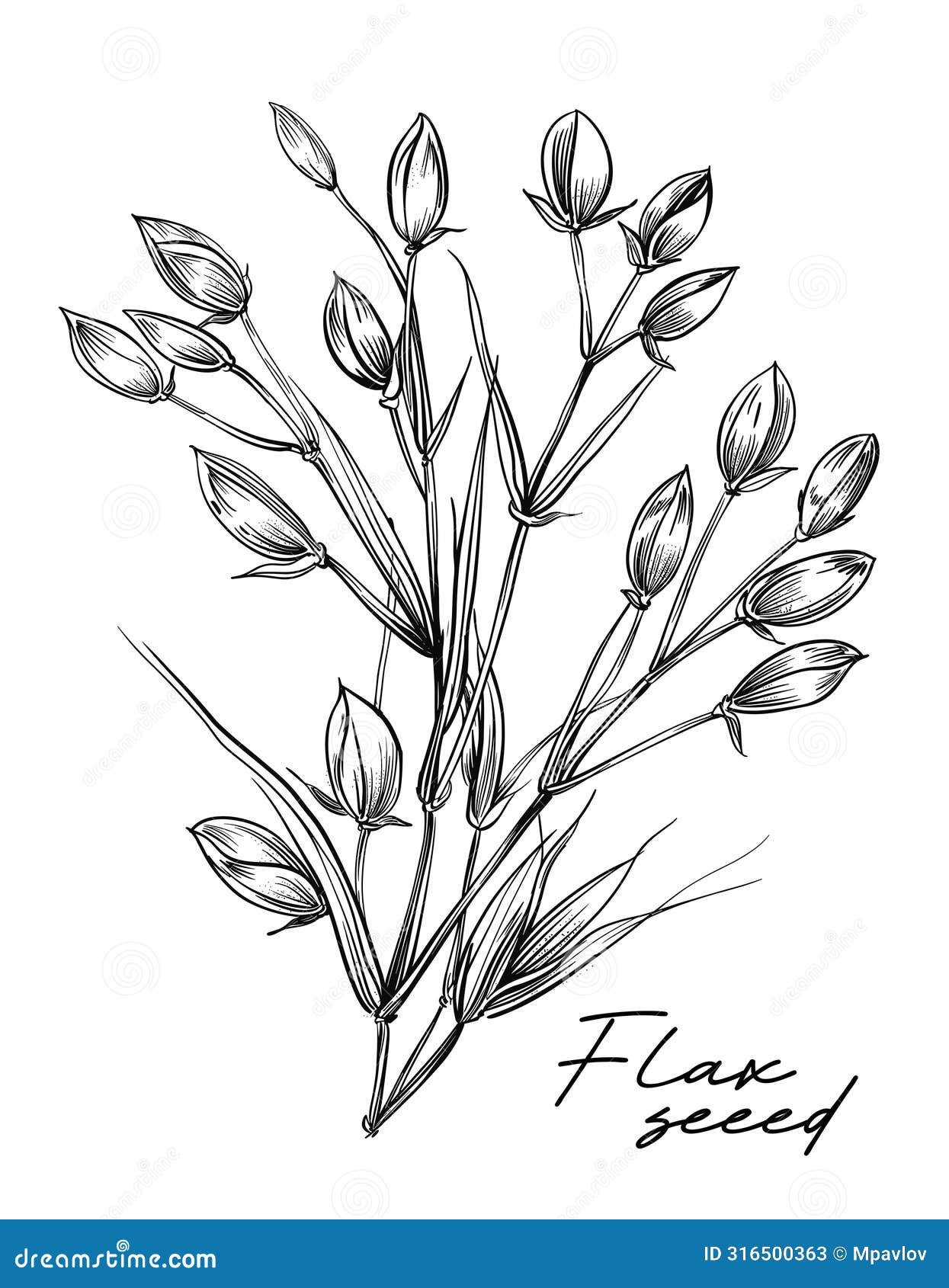 Flax Seed Hand Drawn Black and White Vector Stock Vector - Illustration ...