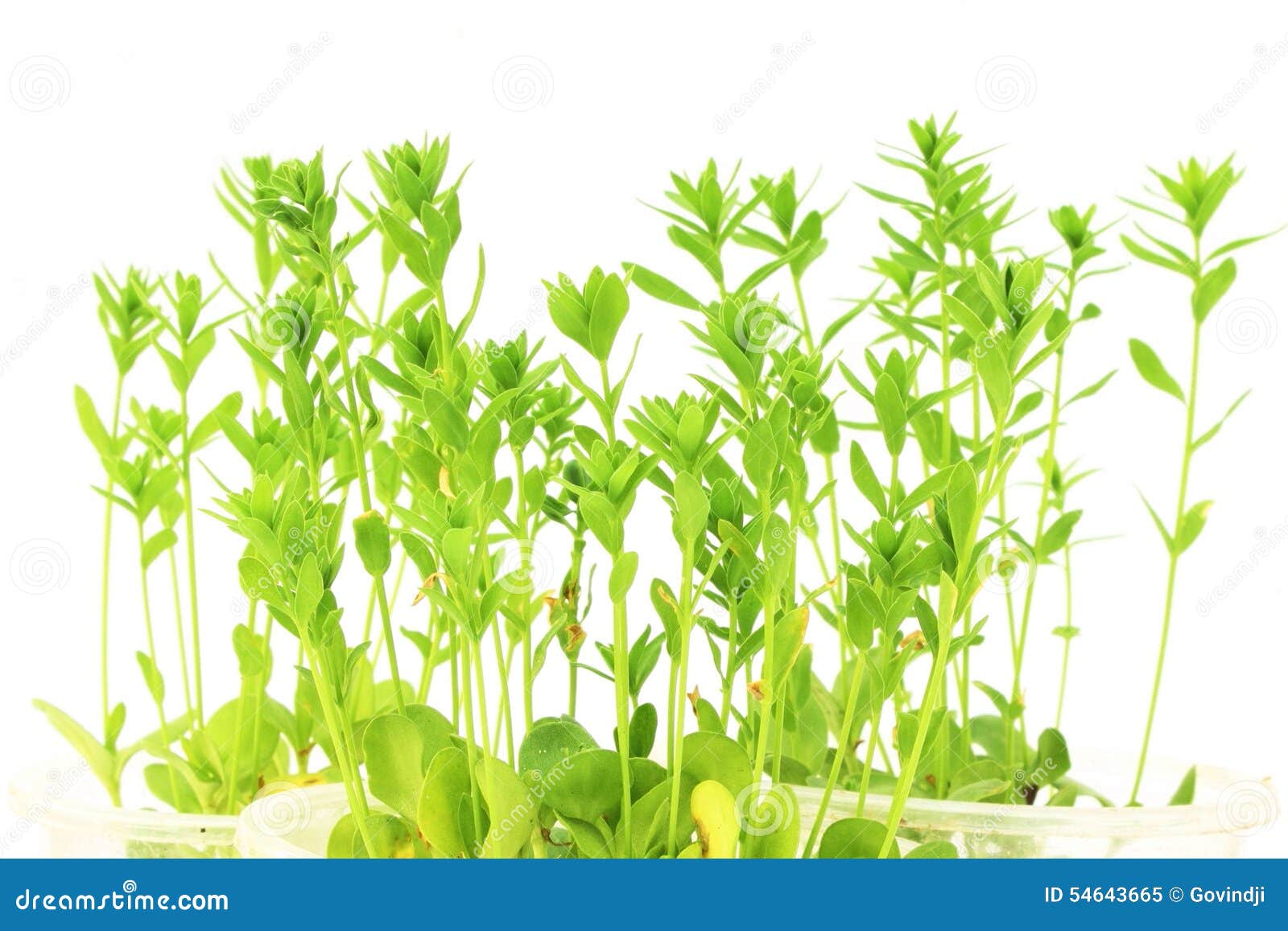 Flax Seed Plant Closeup in Pure White Background Stock Image - Image of ...