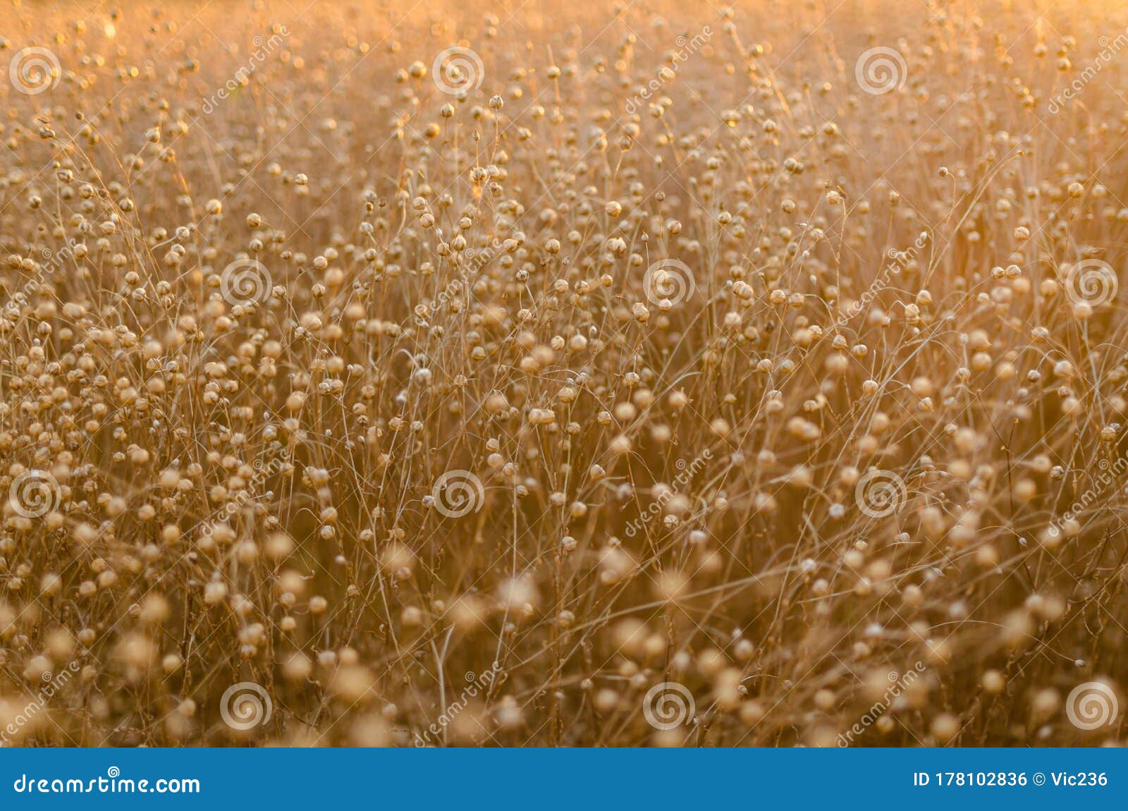 Flax seed pods at sunset stock photo. Image of cultivation - 178102836