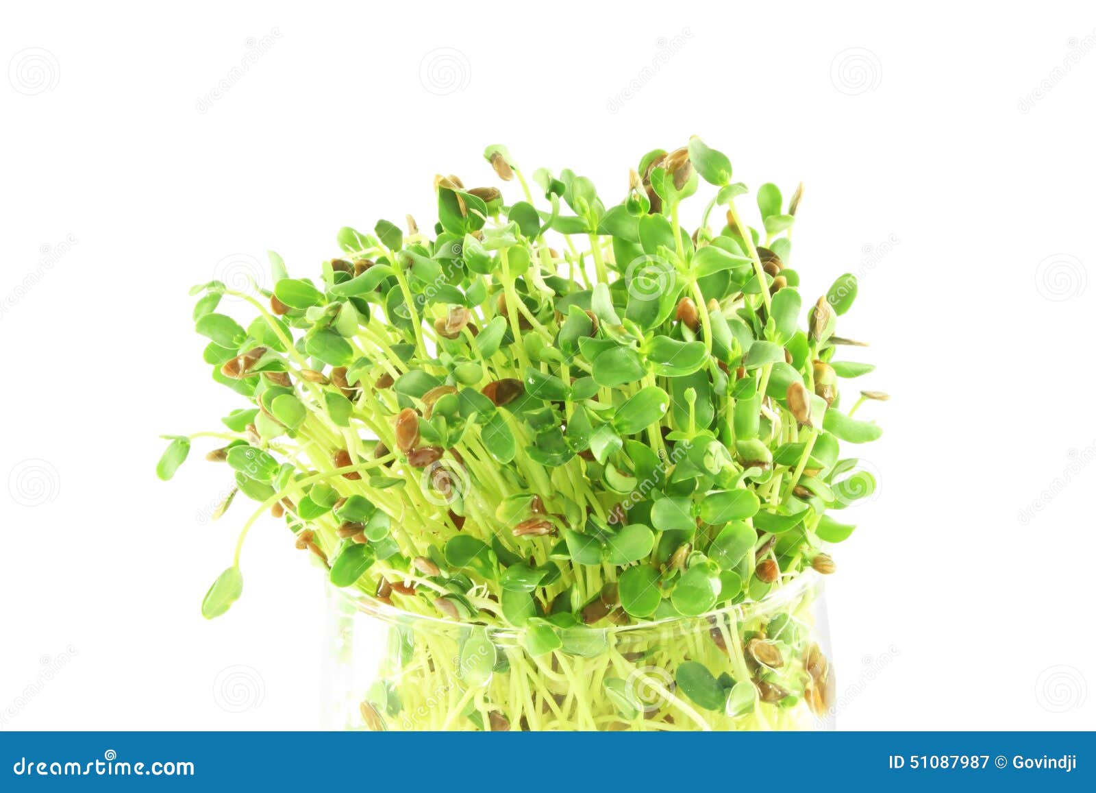 Flax Seed Sprouted in Pure White Background Stock Image - Image of ...